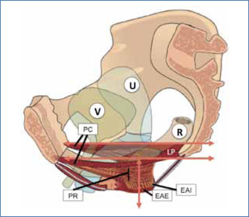 Anatomía del piso pélvico | Revista Médica Clínica Las Condes