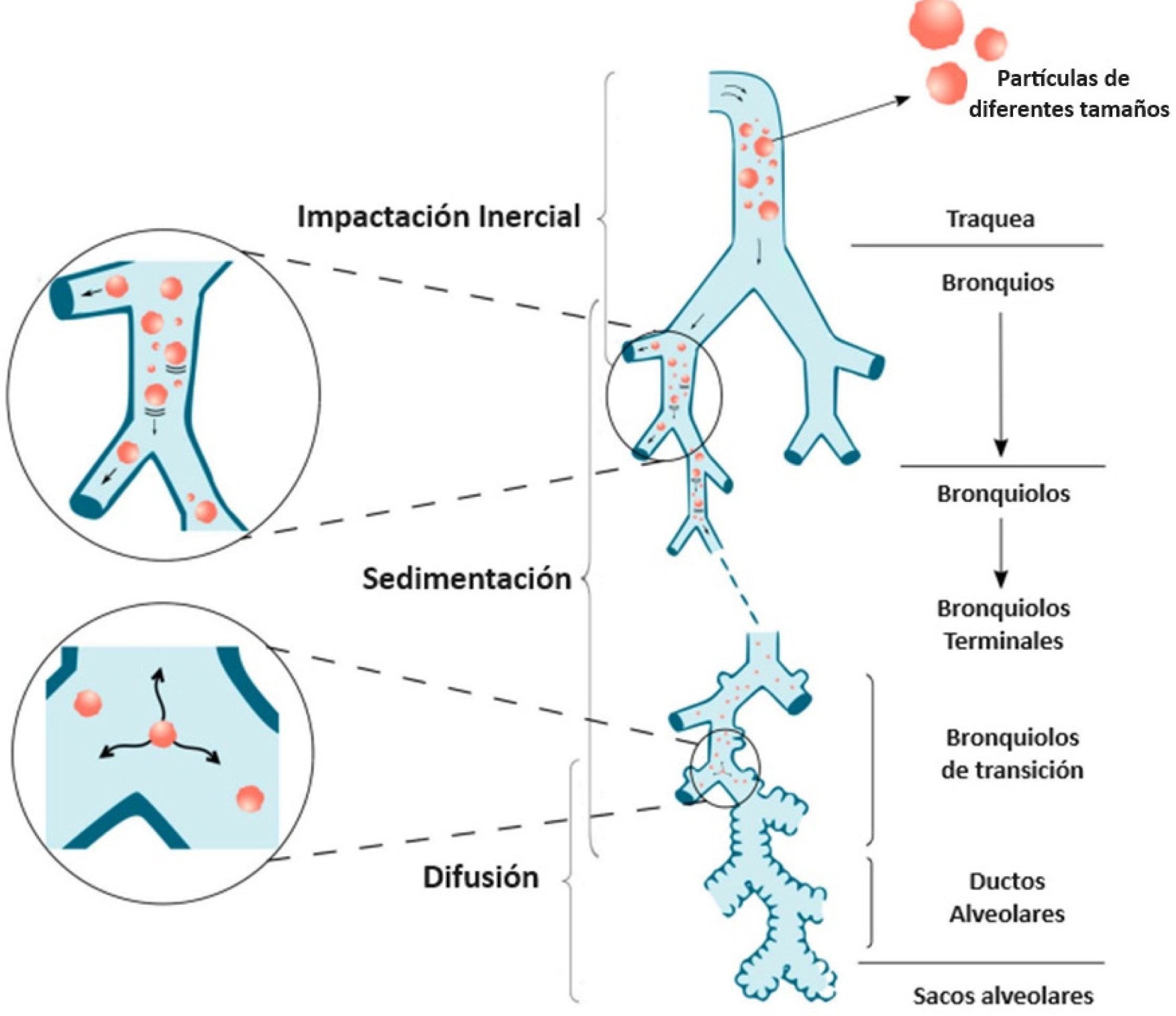 Uso correcto de inhaladores en adultos: del conocimiento a la ...