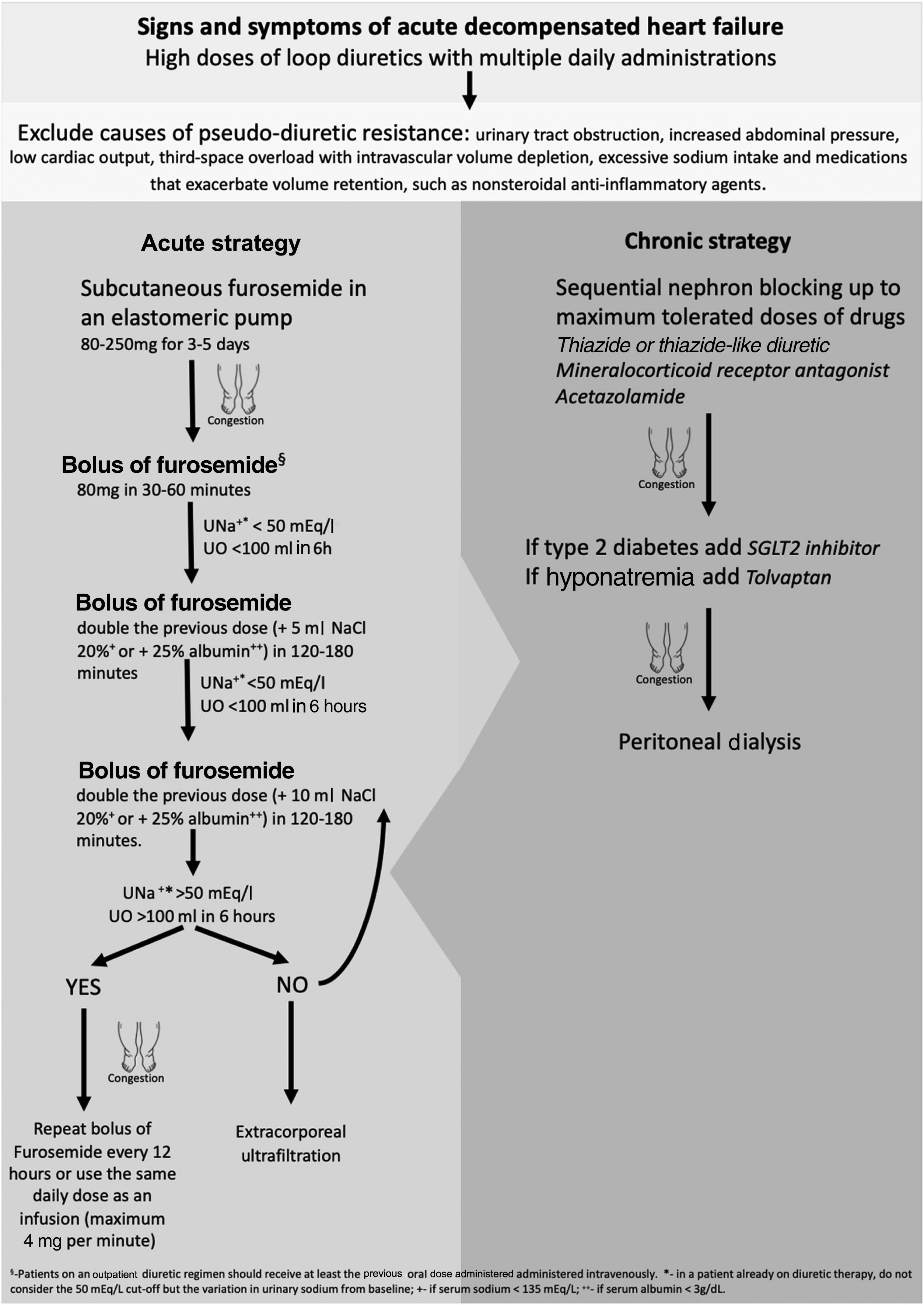 nephron blockade diuretics