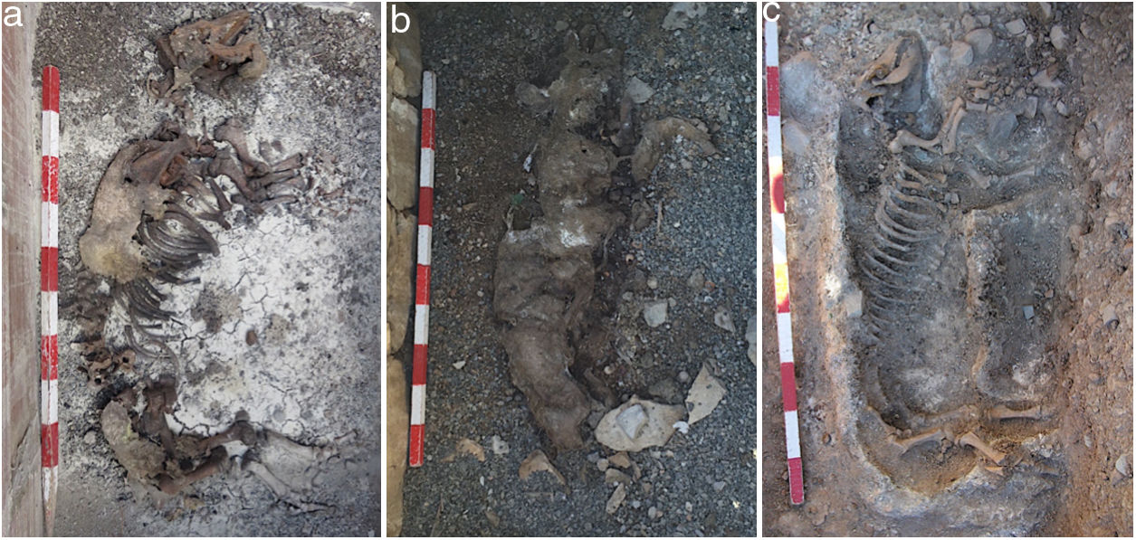 Taphonomy of experimental burials in Taphos-m: The role of fungi ...