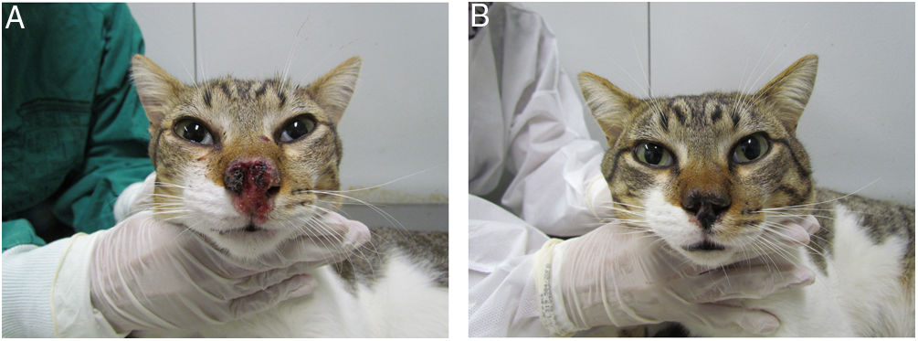 cryptococcus in cats uk