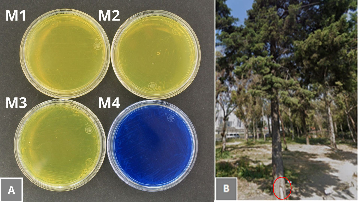 Isolation of Cryptococcus gattii (genotype VGI) from a specimen of ...