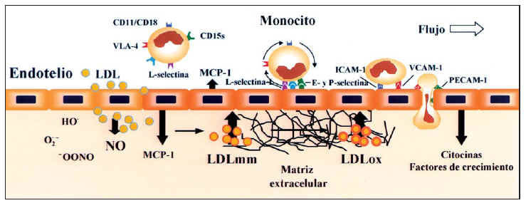 Endotelio en la protección vascular: nuevos conocimientos | Revista ...