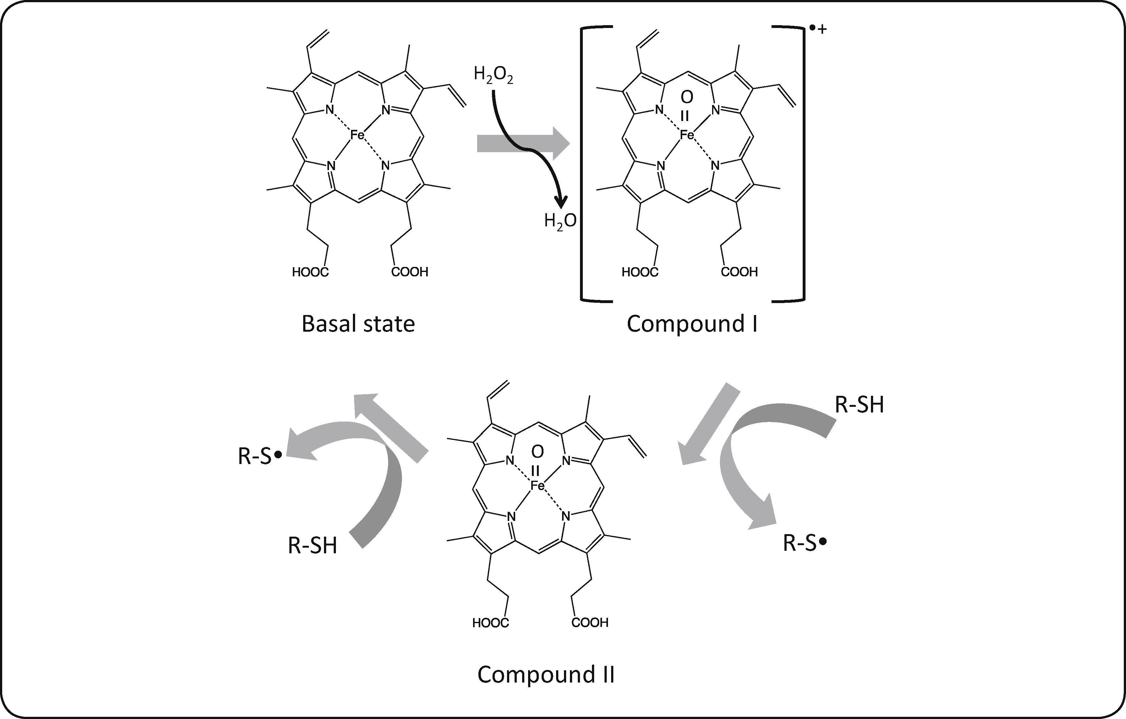 Enzymatic oxidation of volatile malodorous organosulfur compounds in a ...