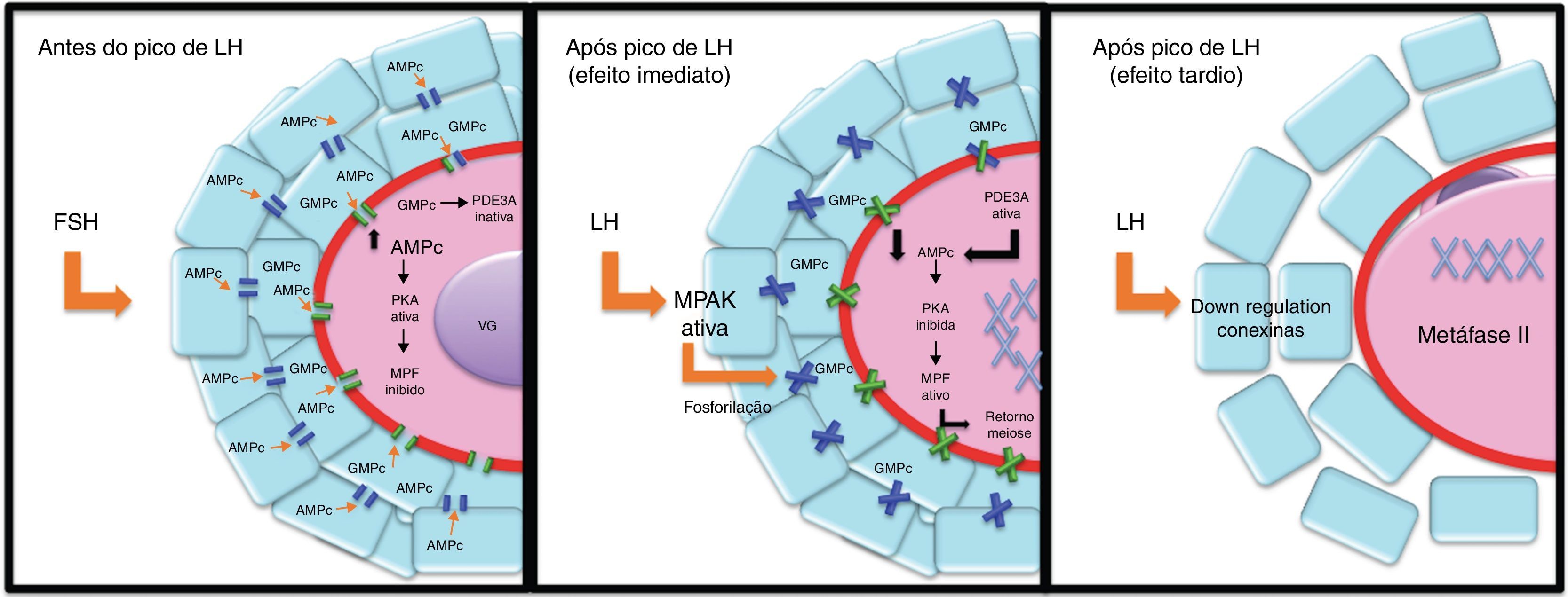 Importância das comunicações intercelulares para o desenvolvimento de ...