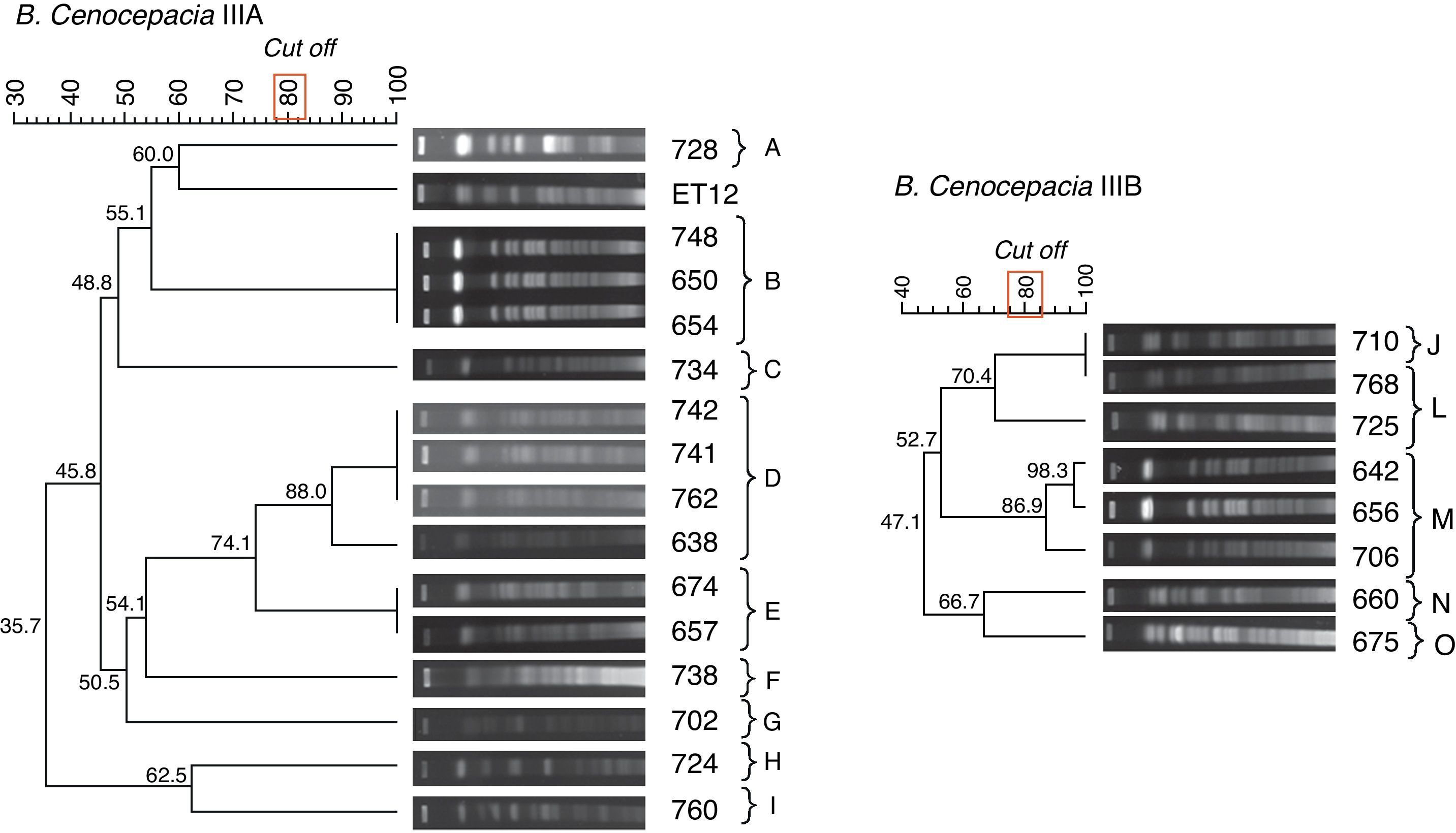 Genetic similarity of Burkholderia cenocepacia from cystic fibrosis ...
