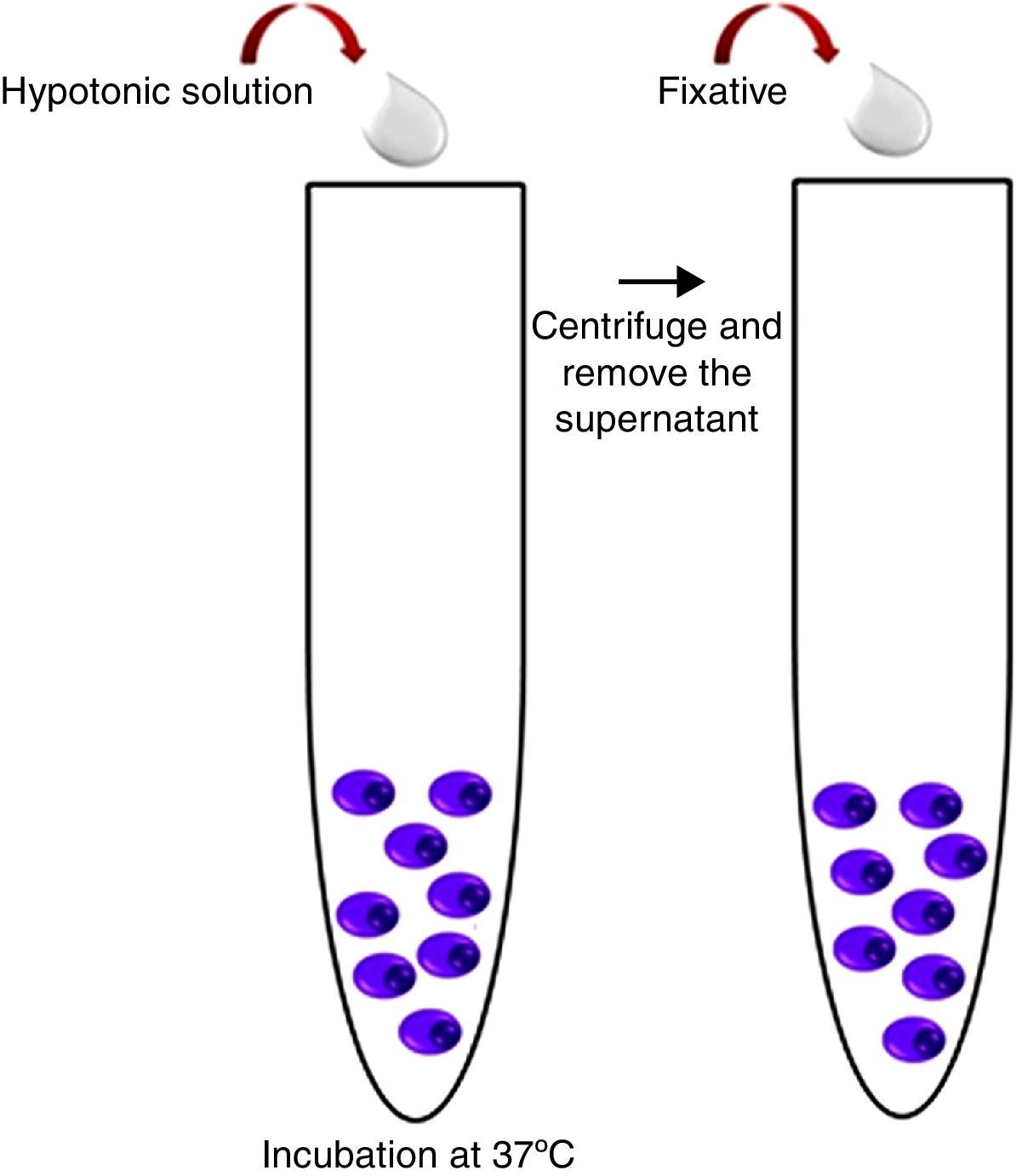 Validation of interphase fluorescence in situ hybridization (iFISH) for ...