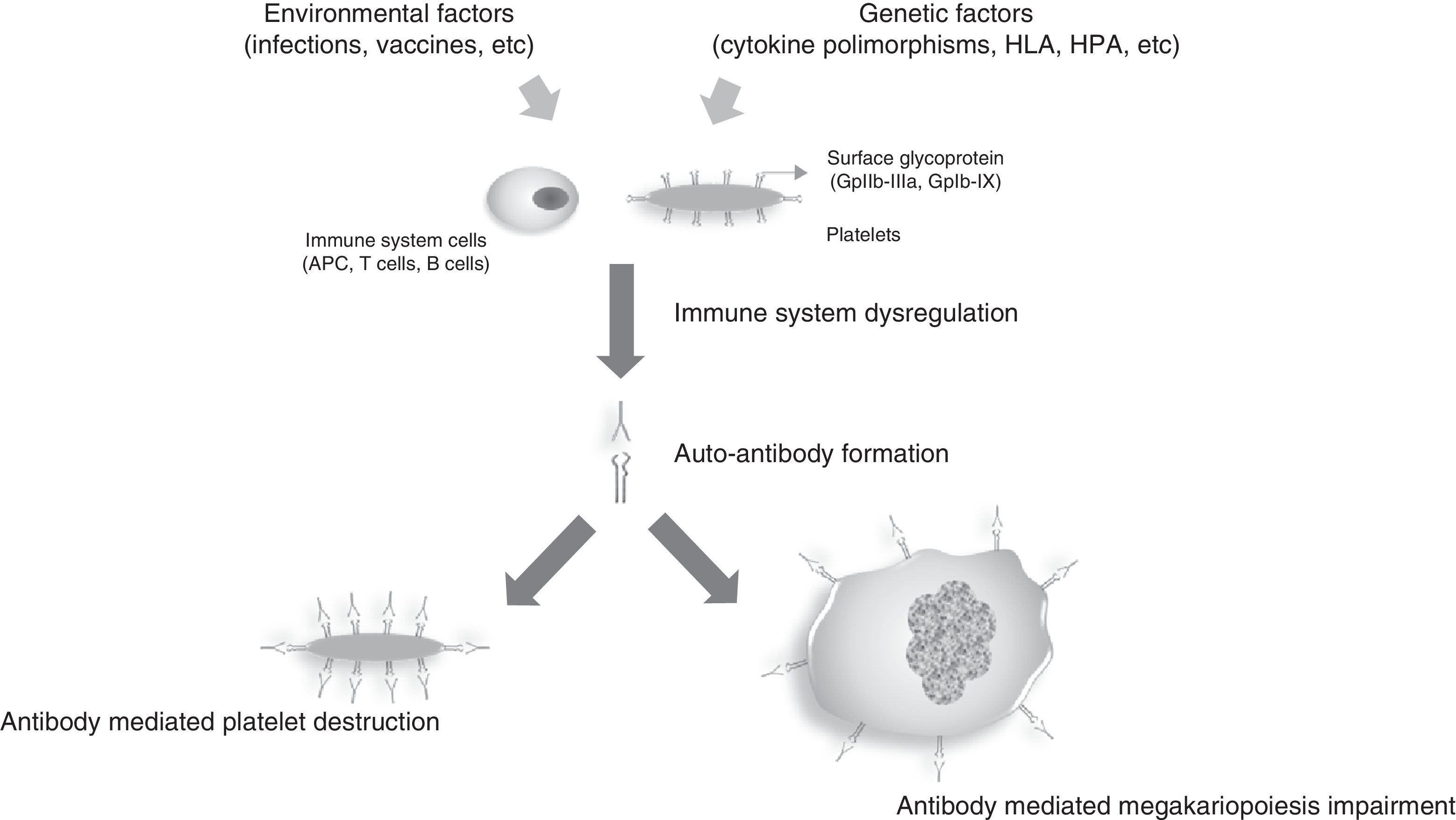 Human platelet antigens and primary immune thrombocytopenia ...