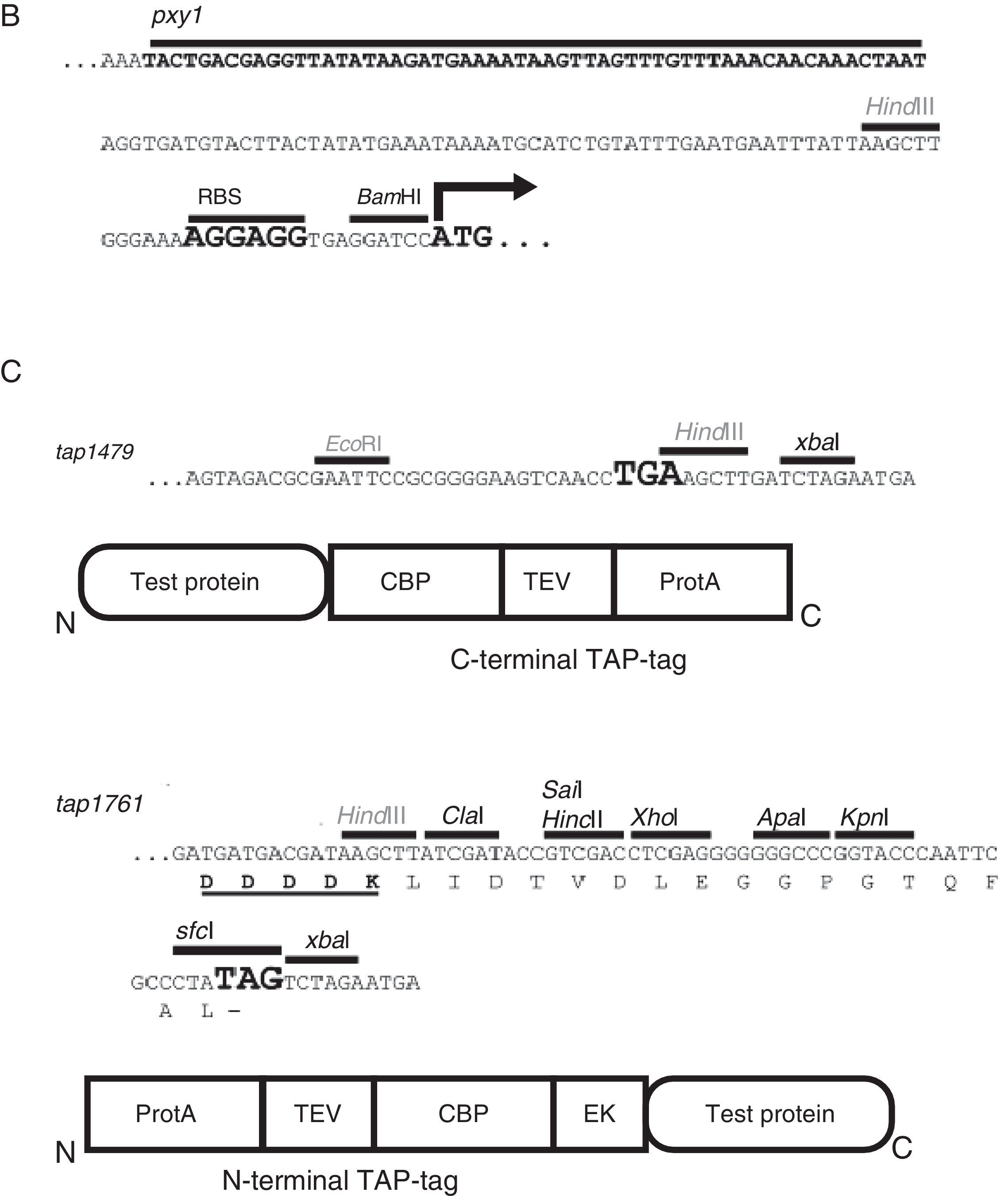 A protein expression system for tandem affinity purification in ...