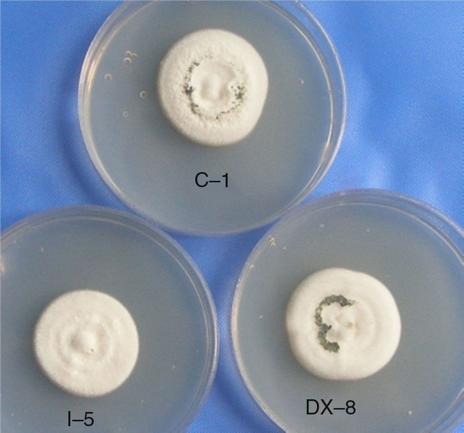 Screening of freshwater fungi for decolorizing multiple synthetic dyes ...