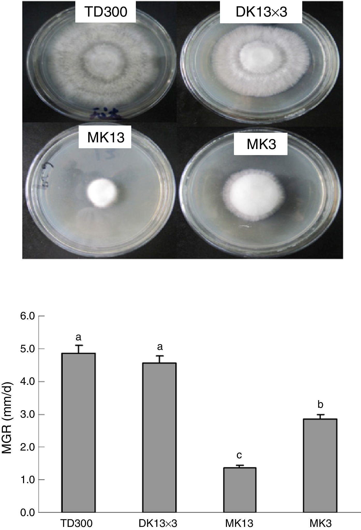 Genome-wide gene expression patterns in dikaryon of the basidiomycete ...