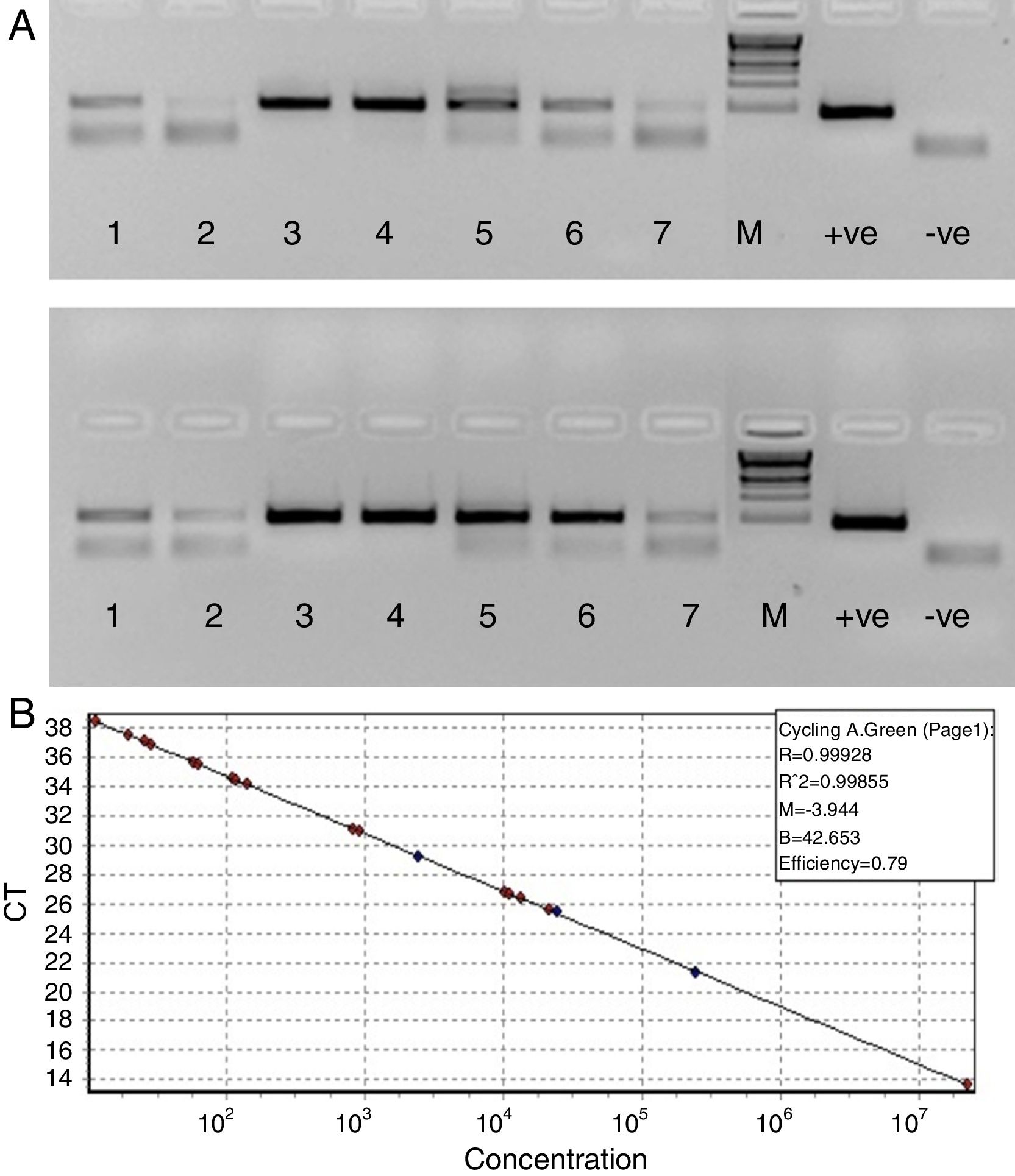 Cloning and high-level expression of Thermus thermophilus RecA in E ...