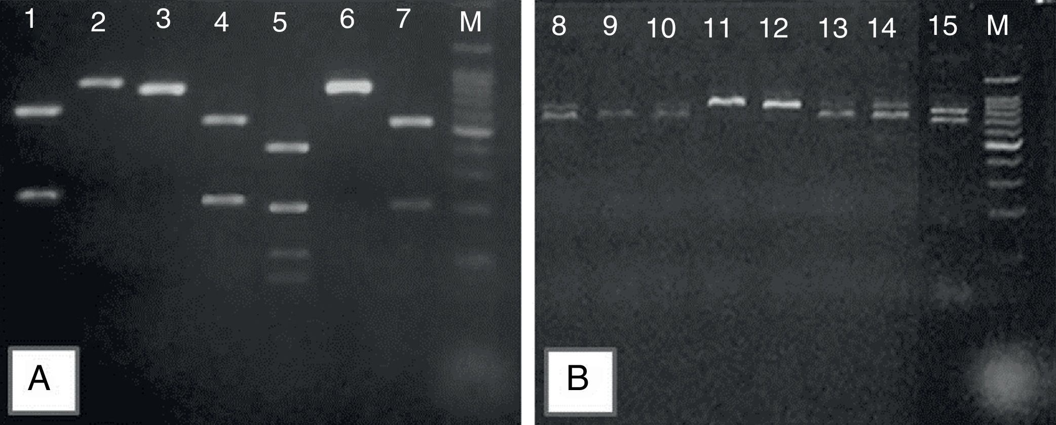 Phenotype-driven strategies for screening Candida parapsilosis complex ...