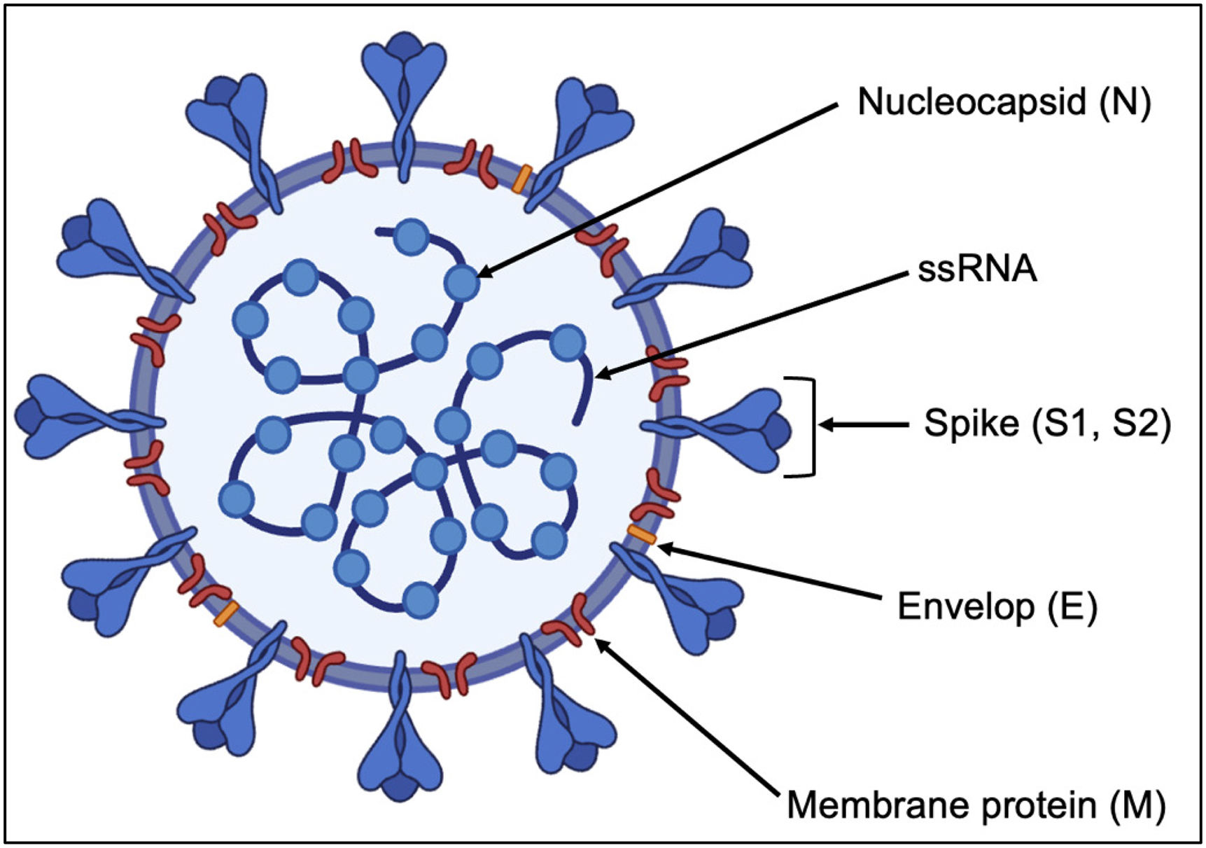 COVID-19 story: Entry and immune response | Vacunas