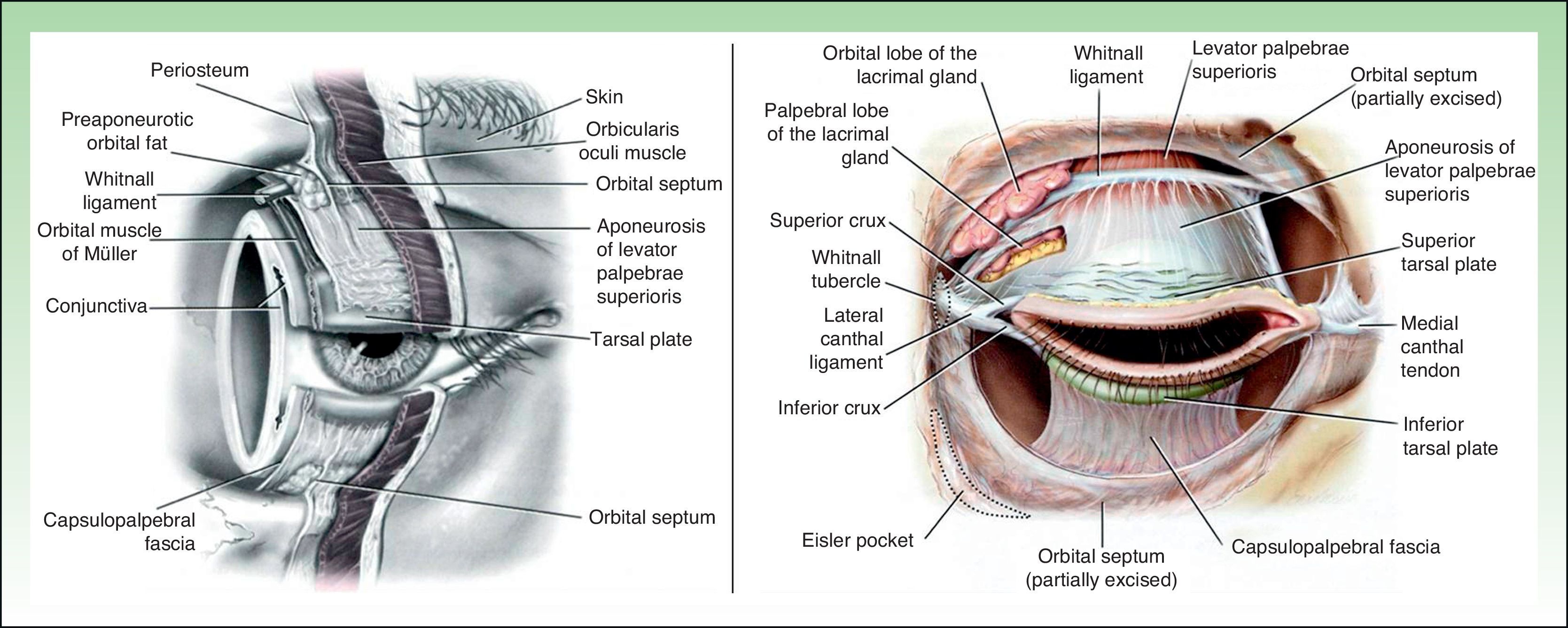 Eyelid Anatomy Eyelid American Academy Of Ophthalmology Eyelid Anatomy Eyelid American Academy Of Ophthalmology