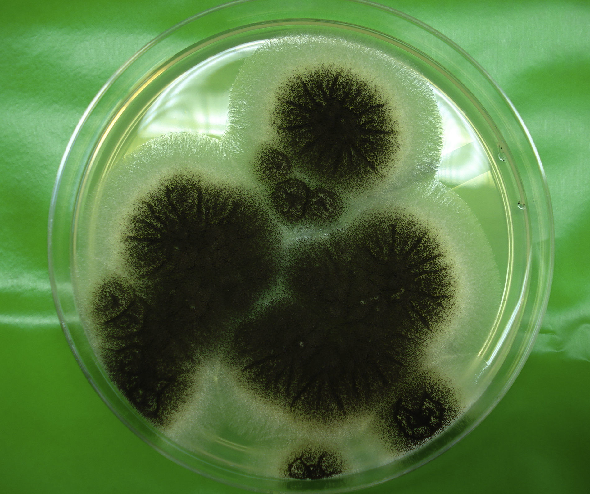 aspergillus niger