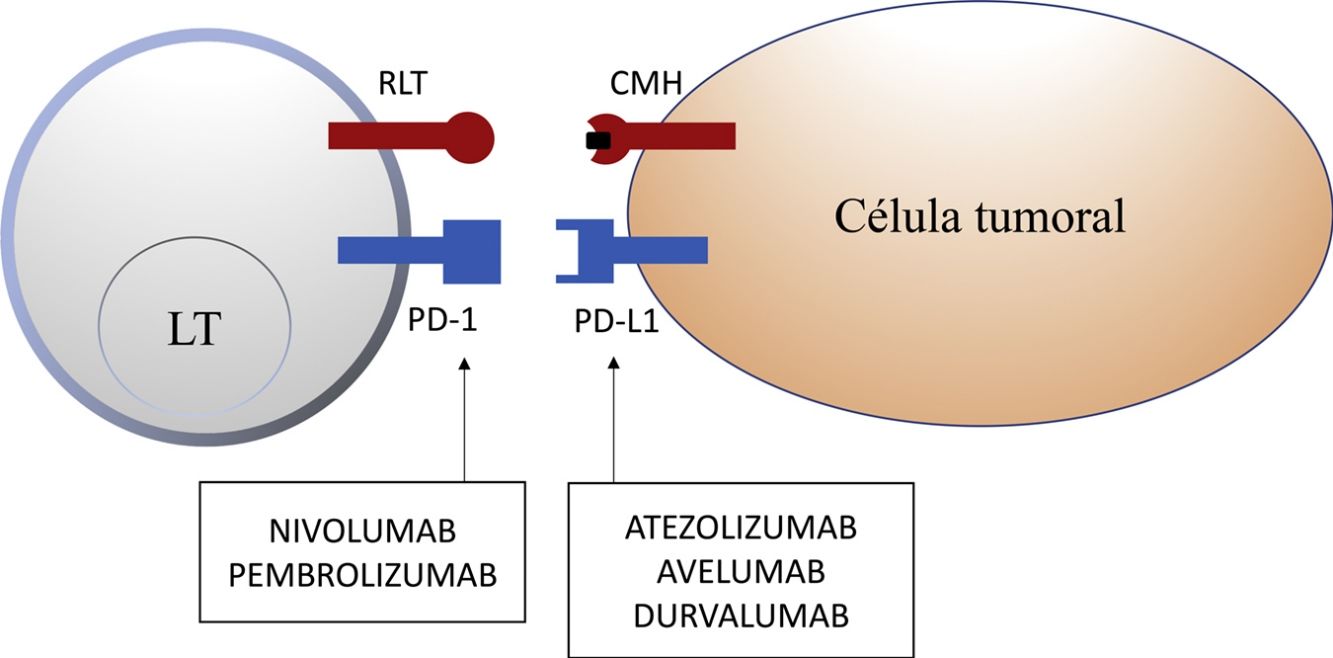 Immunotherapy in Nonmelanoma Skin Cancer | Actas Dermo-Sifiliográficas
