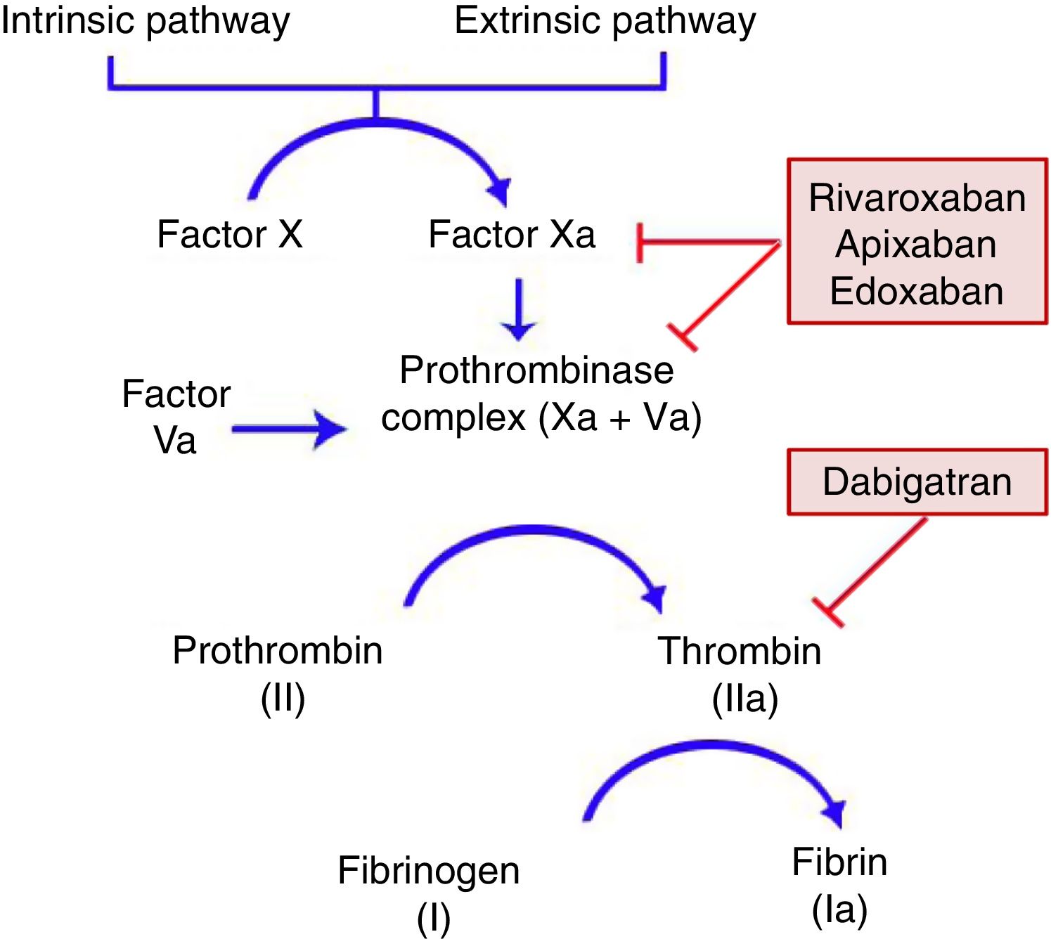 cascade d anticoagulation