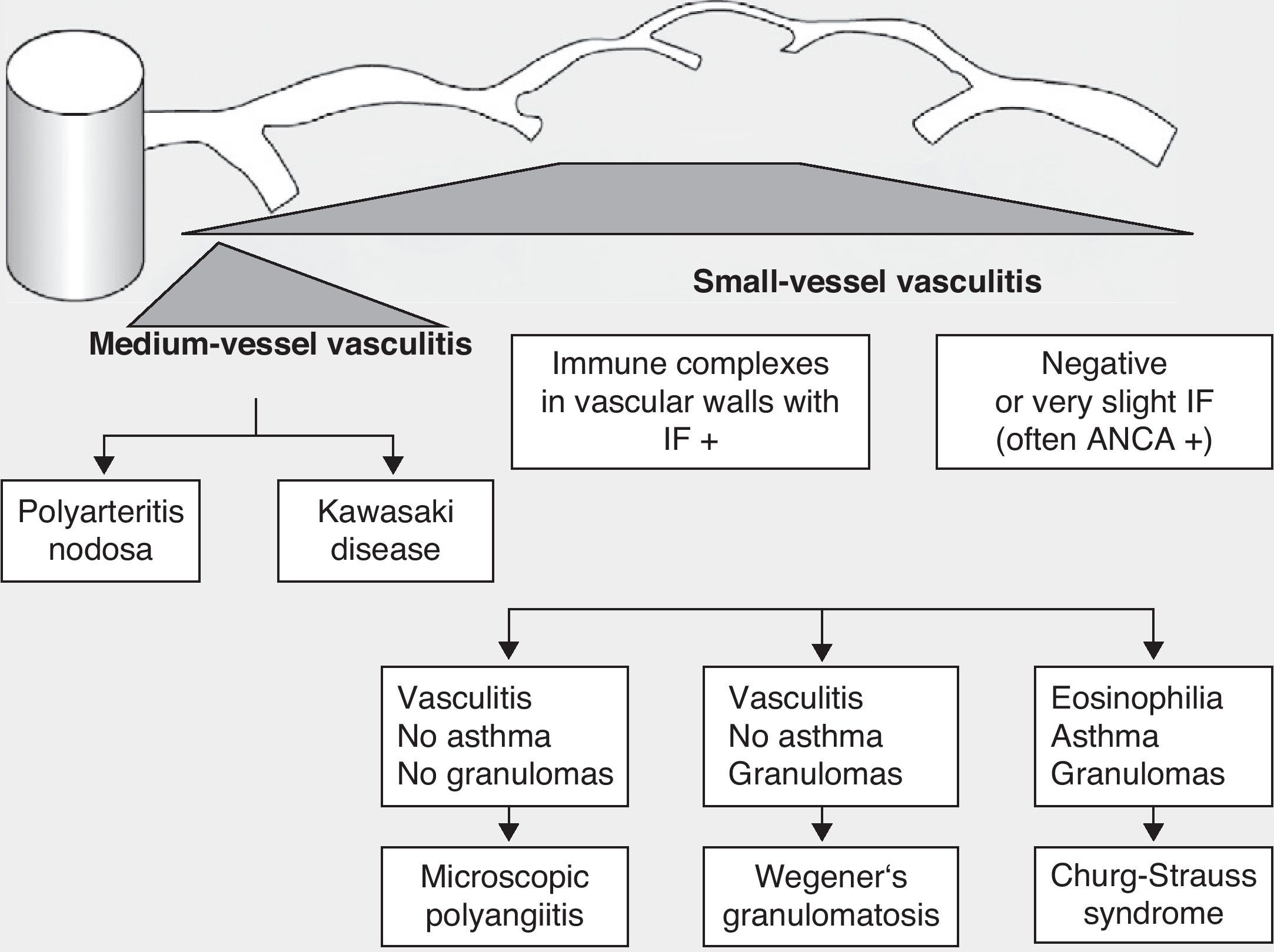 microscopic polyangiitis vasculitis