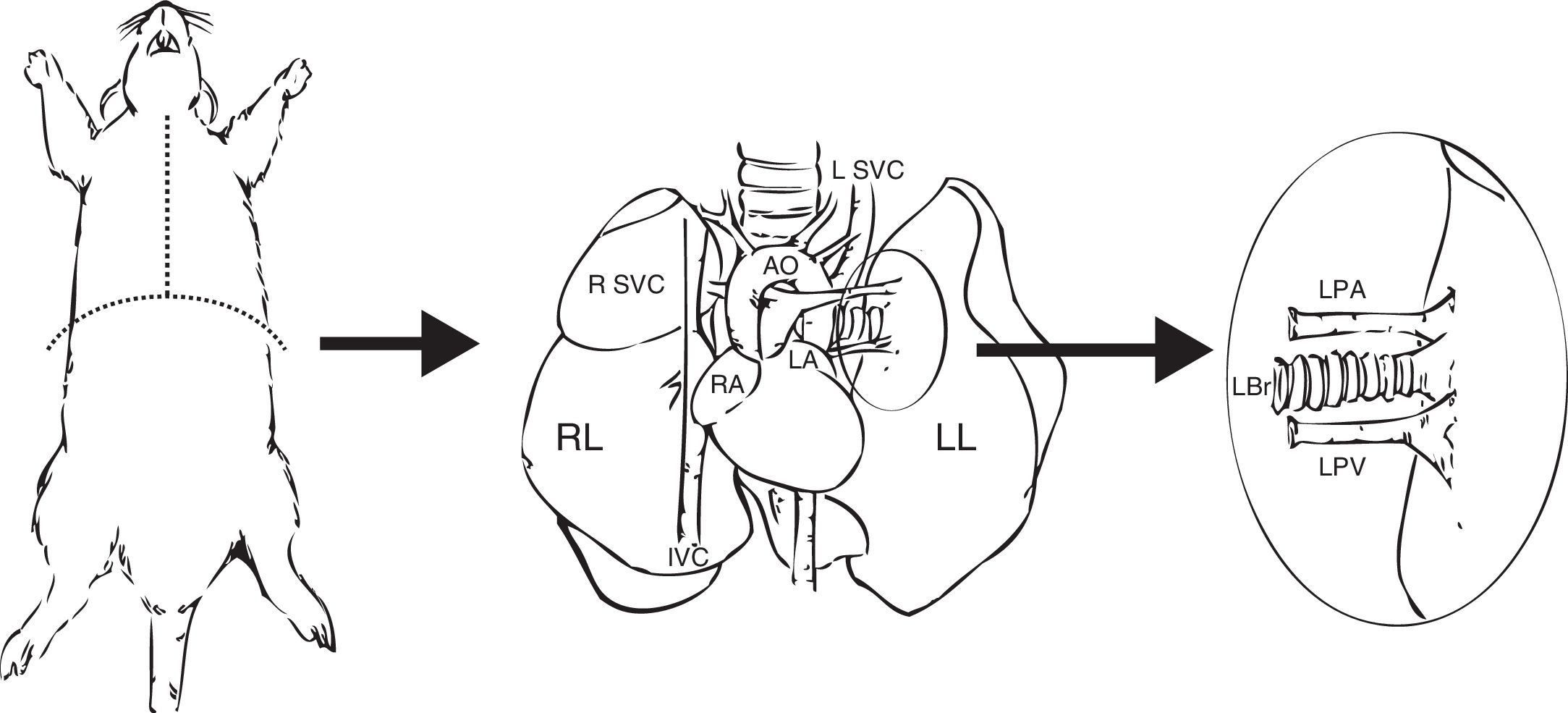 Technical Aspects and Benefits of Experimental Mouse Lung ...