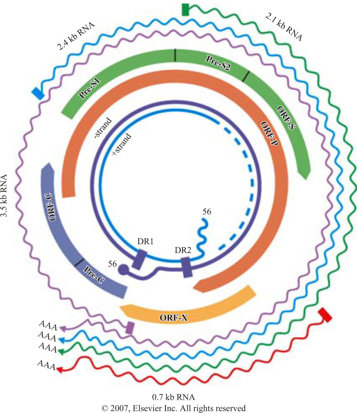hepatitis virus structure