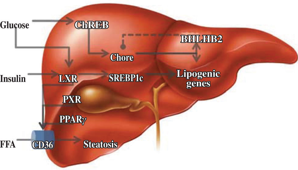 New insights into the pathophysiology of nonalcoholic fatty liver ...