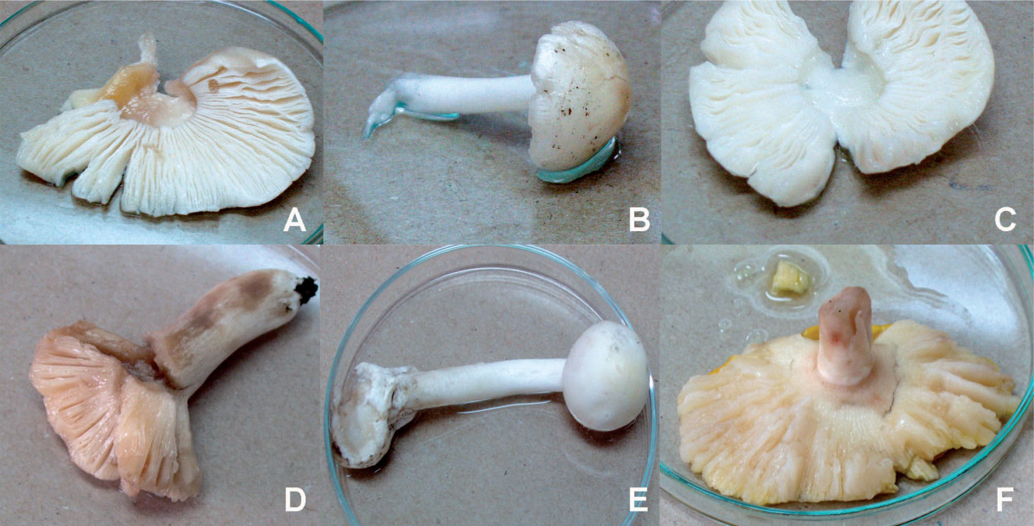 Hepatotoxicity from ingestion of wild mushrooms of the genus Amanita ...