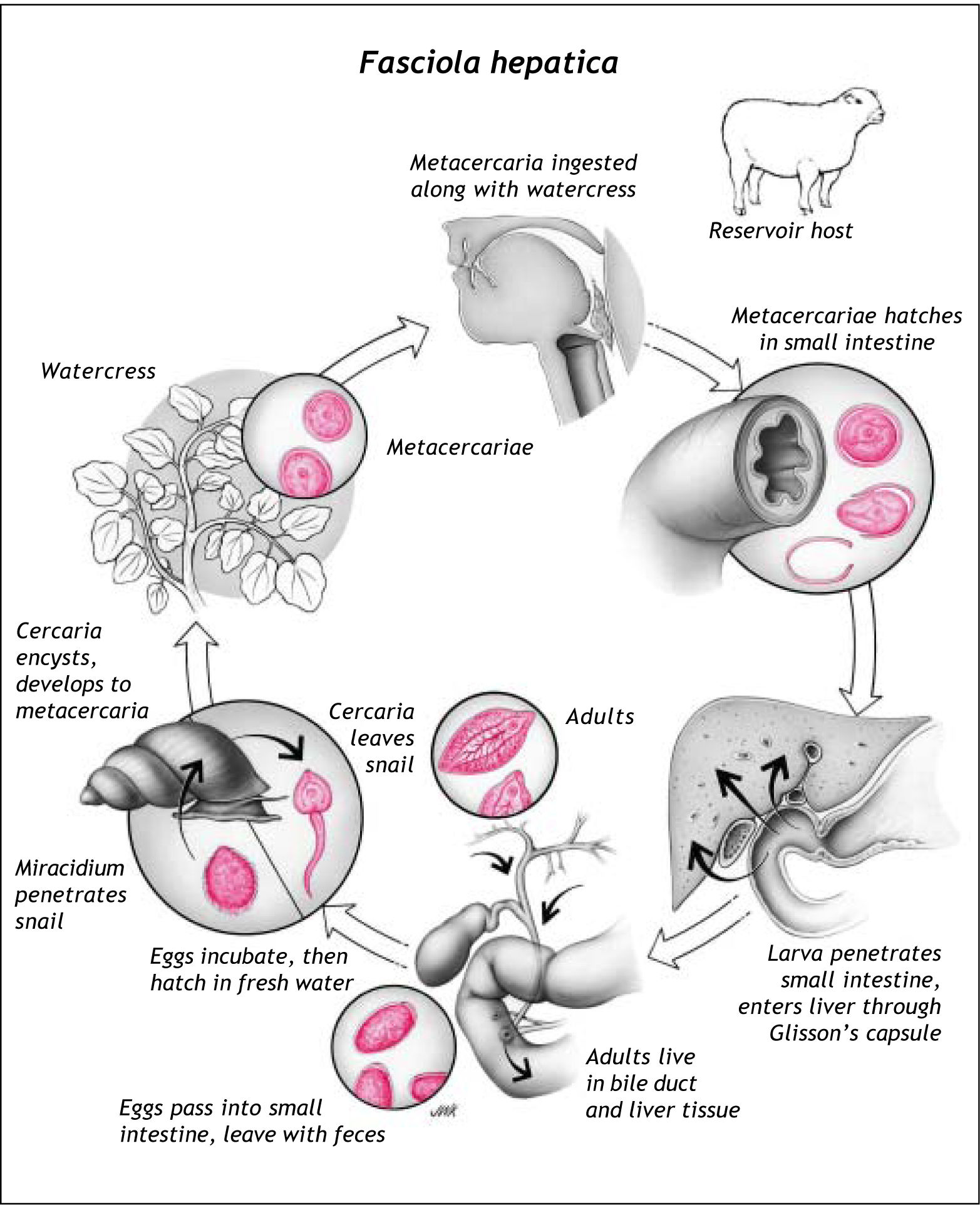 Fasciola Hepatica Sporocyst