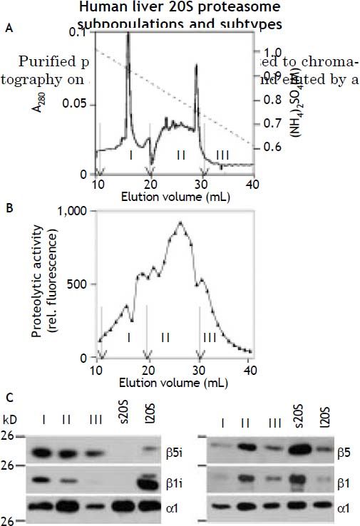 Adult human liver contains intermediate-type proteasomes with different ...