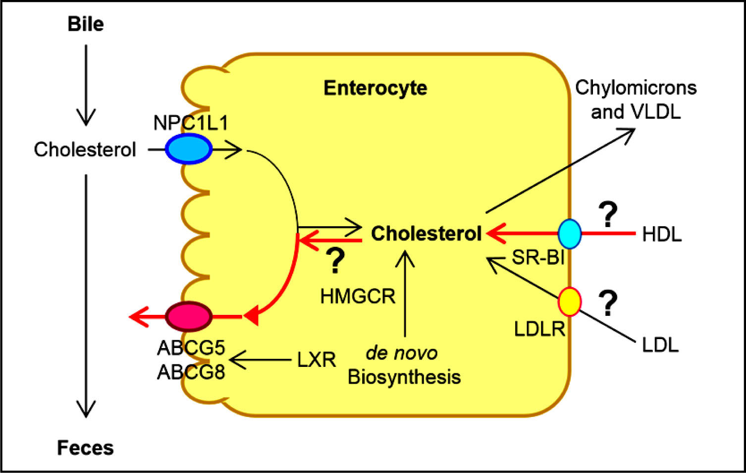 Cholesterol and Lipoprotein Metabolism and Atherosclerosis: Recent ...