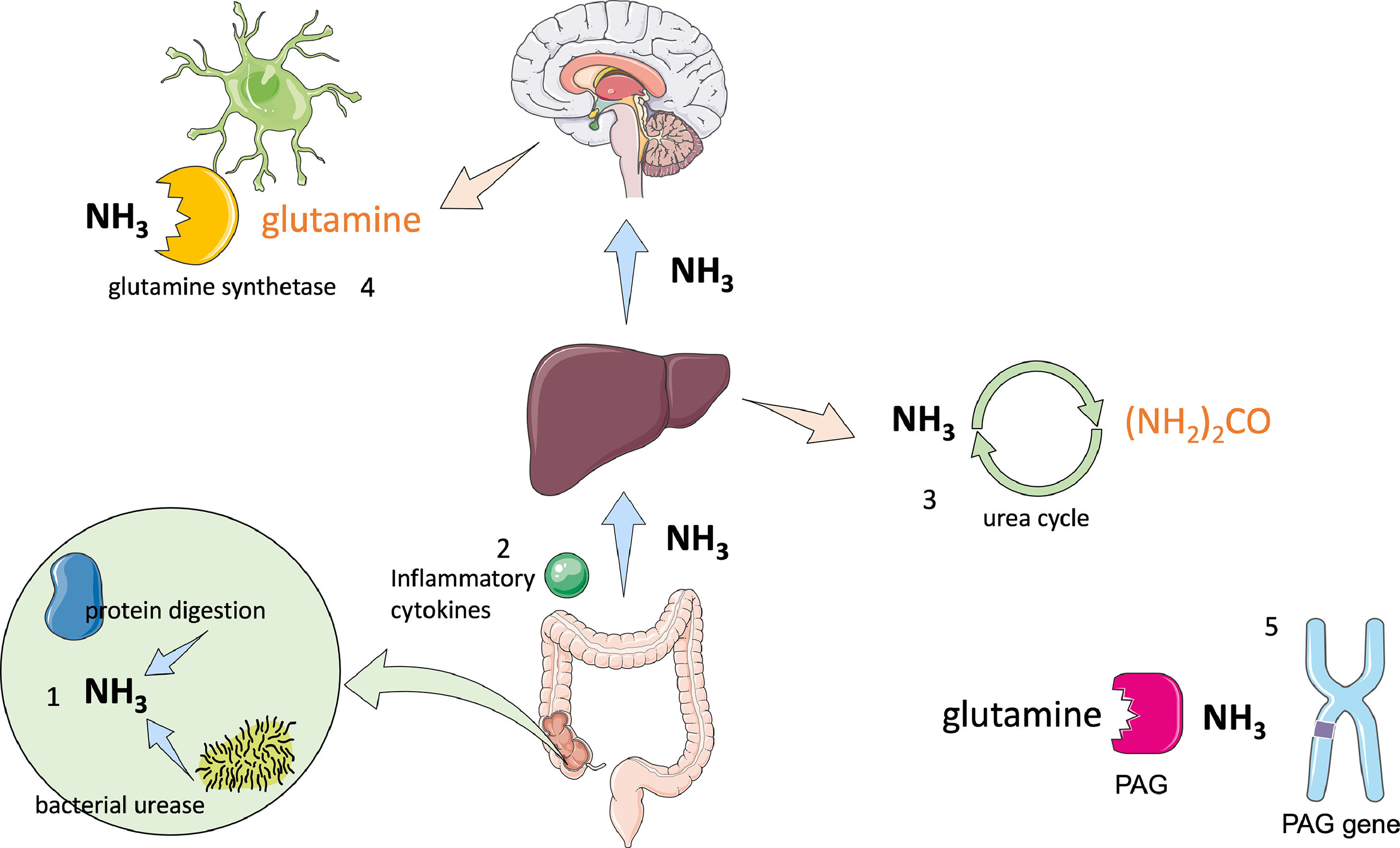 Current approaches to hepatic encephalopathy | Annals of Hepatology
