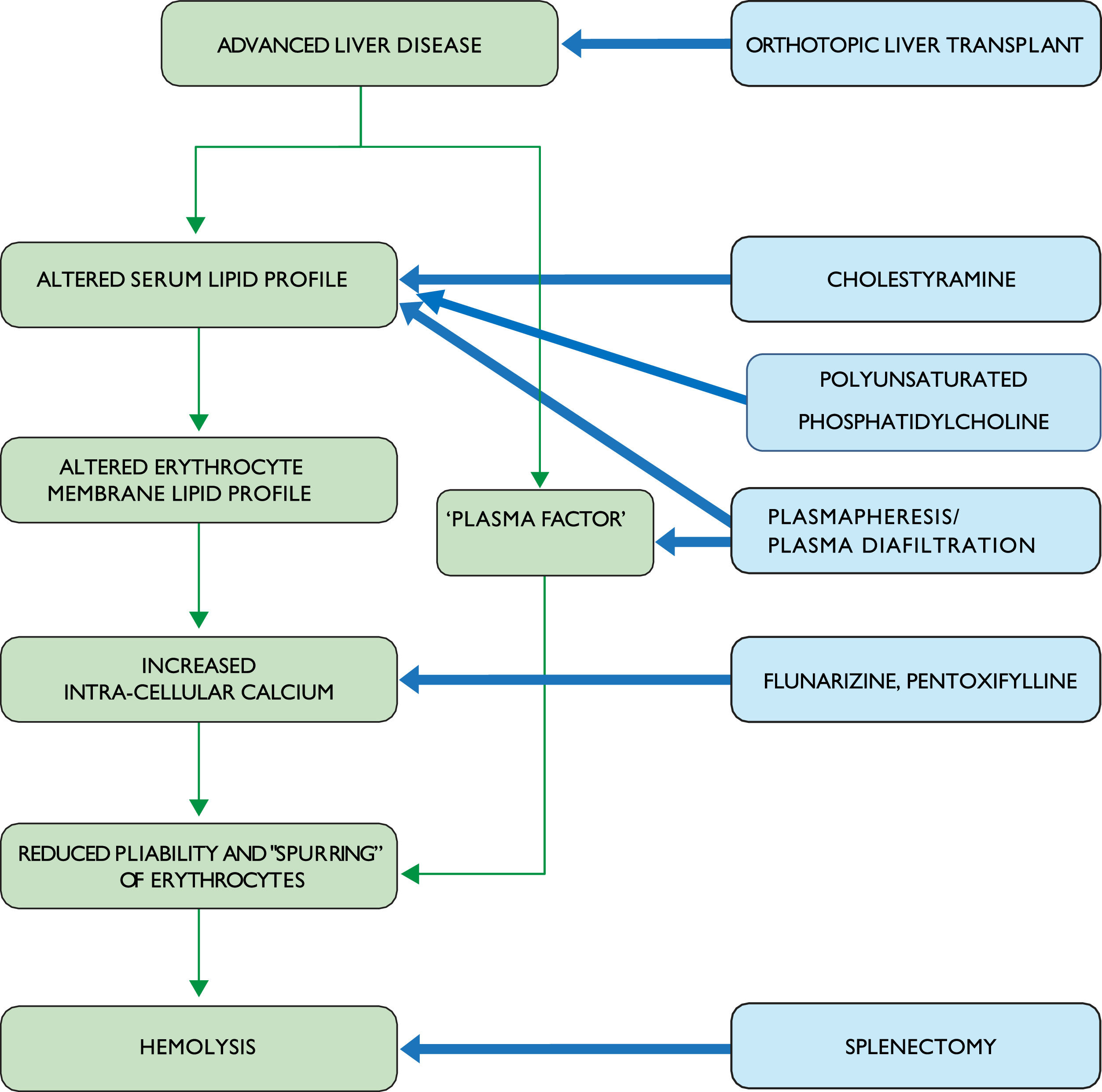 A thorny matter: Spur cell anemia | Annals of Hepatology
