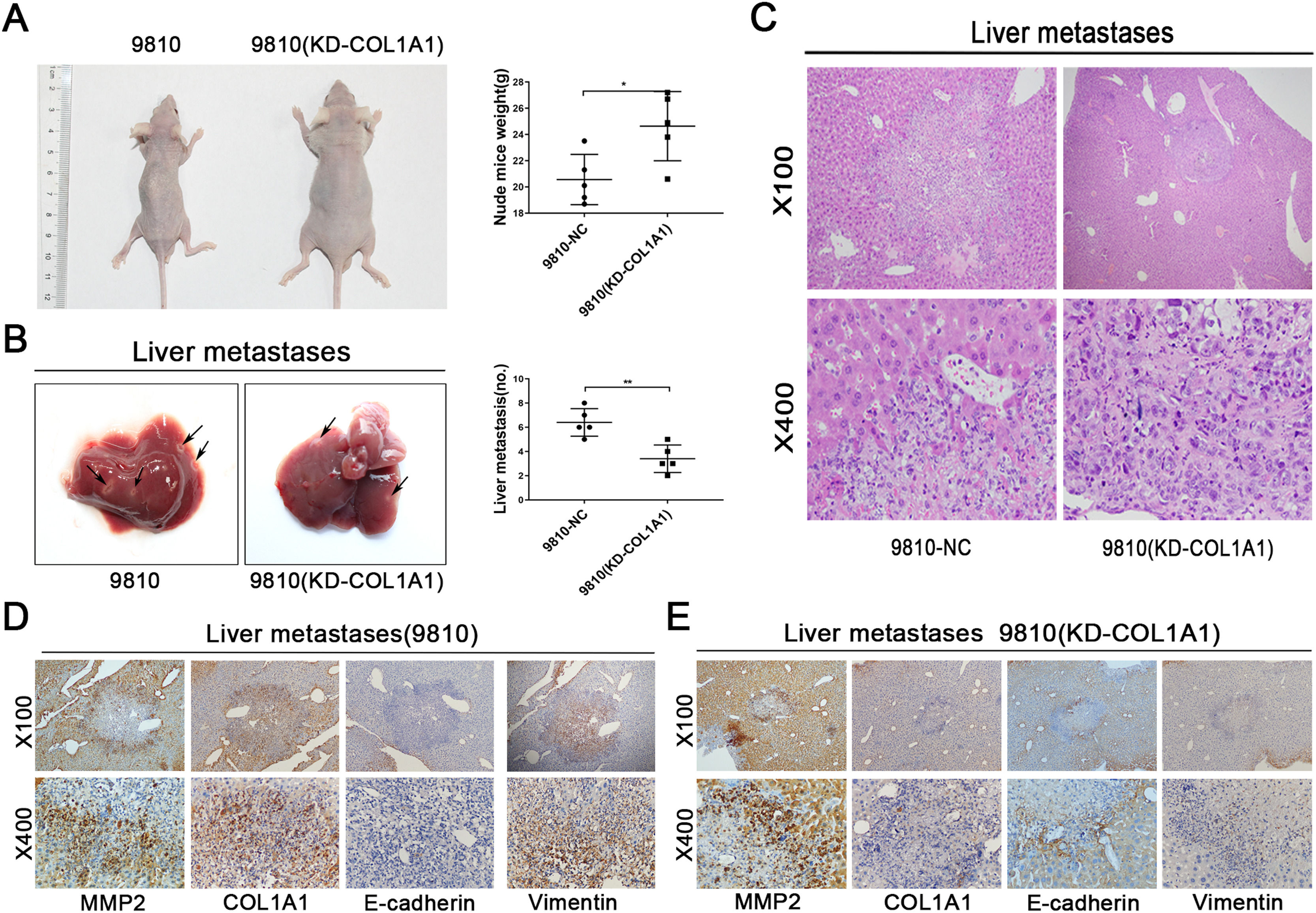 Matrix metalloproteinase-2 inducing COL1A1 synthesis via integrin alpha ...