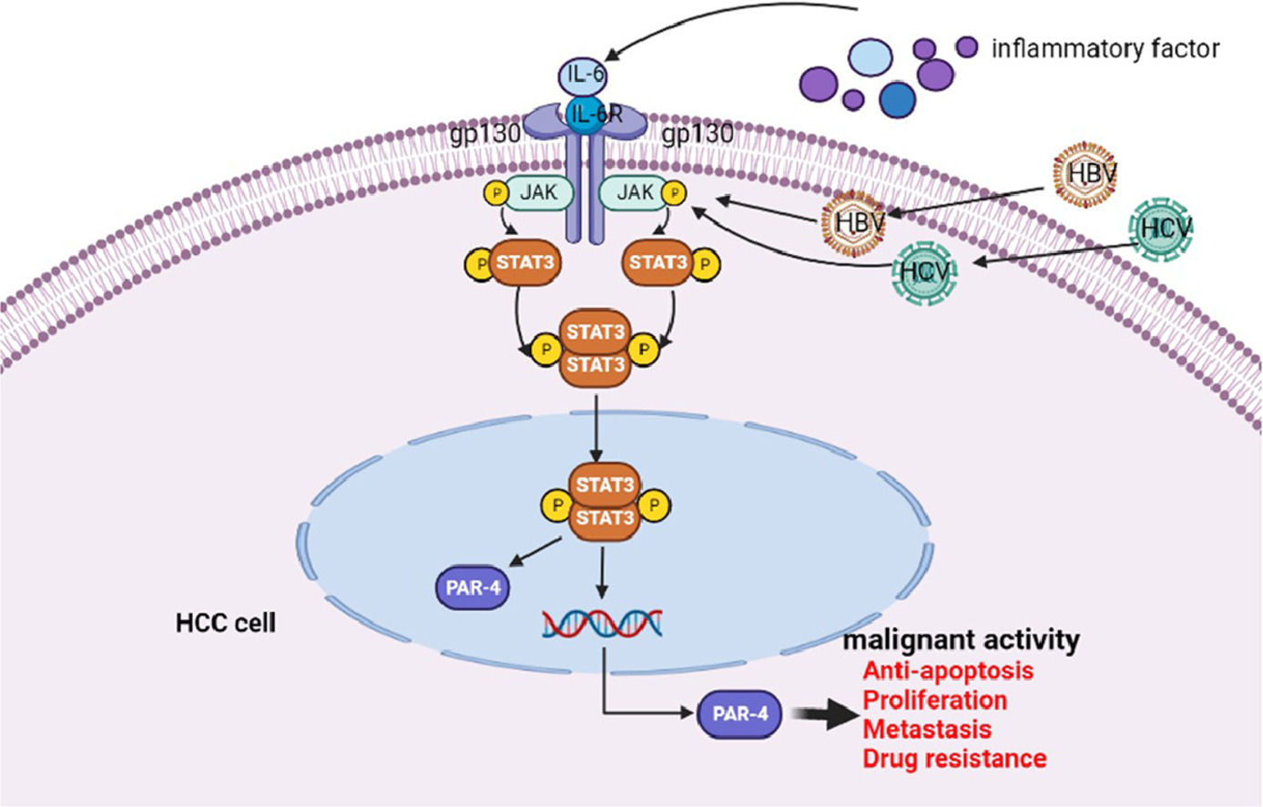 Il 6 Stat3 Signaling Pathway Induces Prostate Apoptosis Response