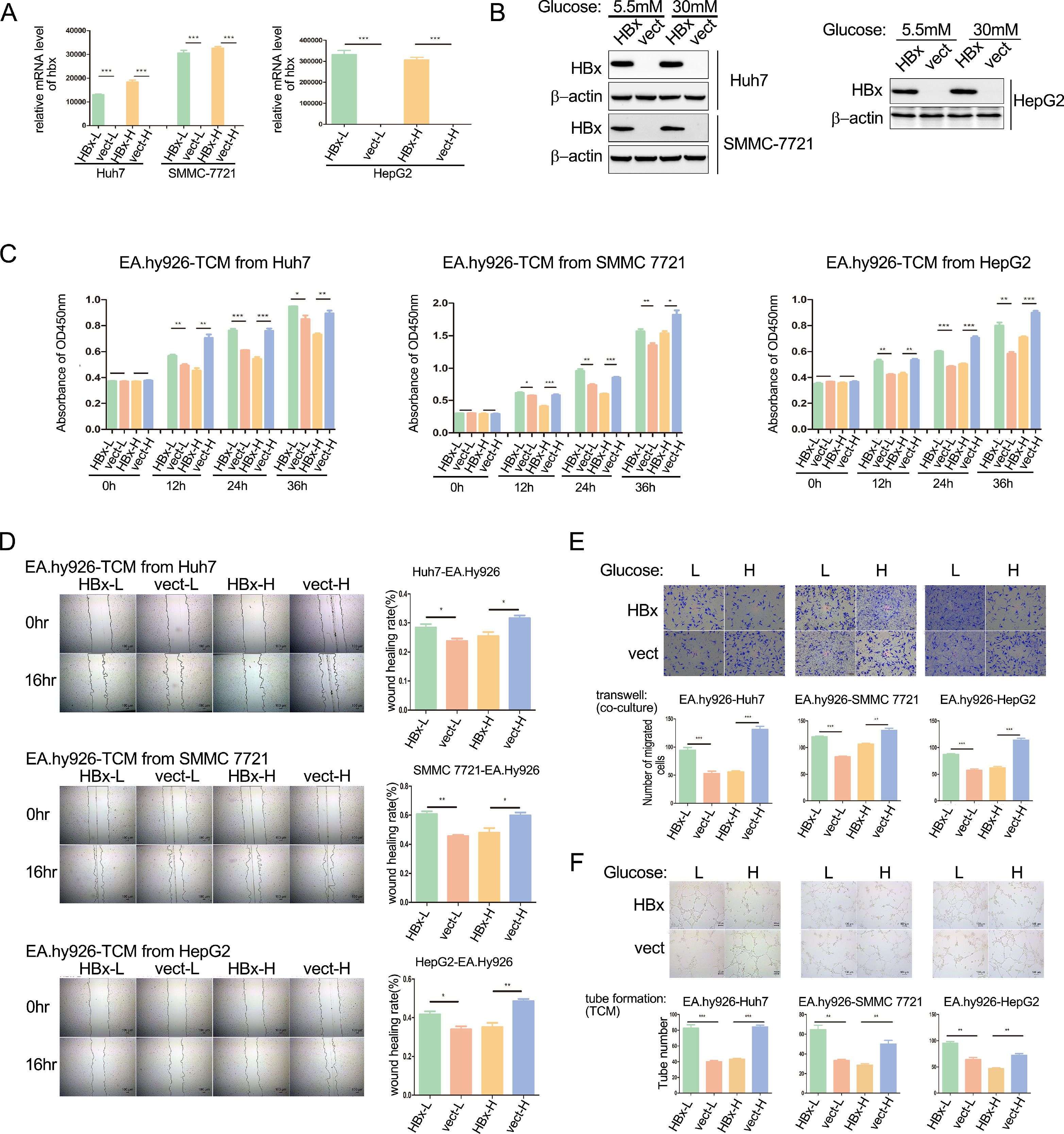 Hepatitis B virus X protein differentially regulates the angiogenesis ...