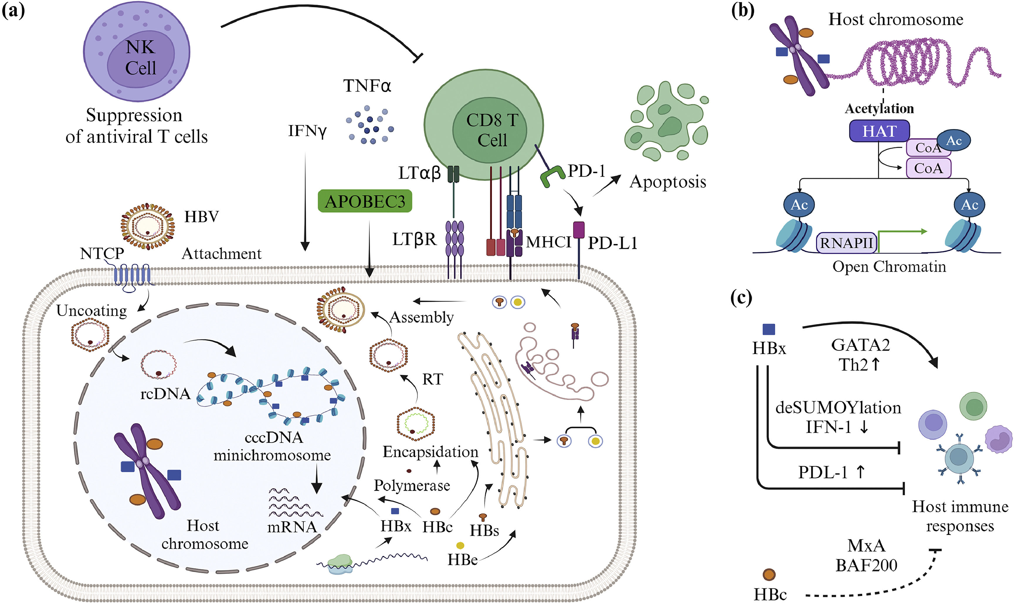 cccDNA epigenetic regulator as target for therapeutical vaccine ...