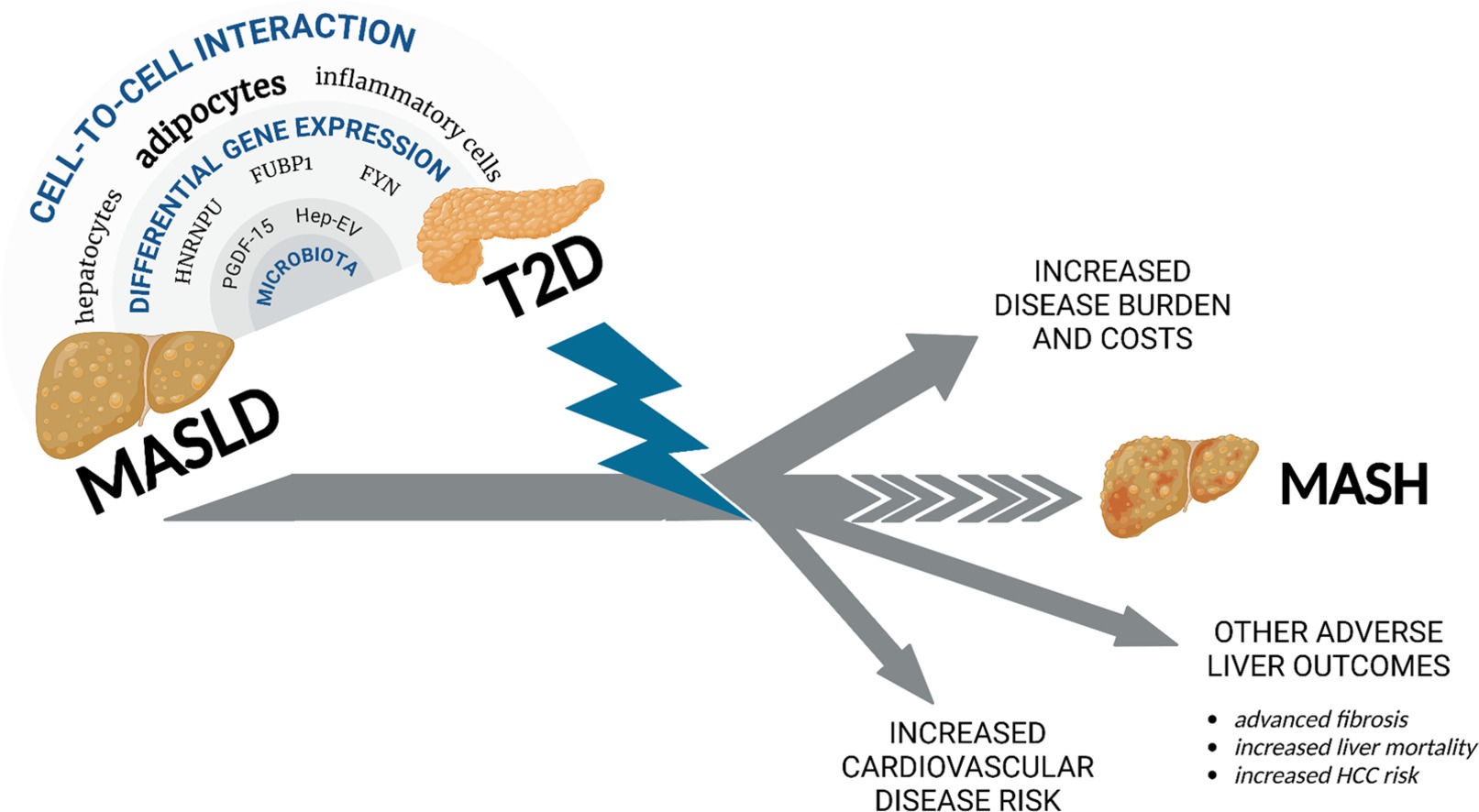 The rationale for the aggressive progression of MASLD in patients with ...
