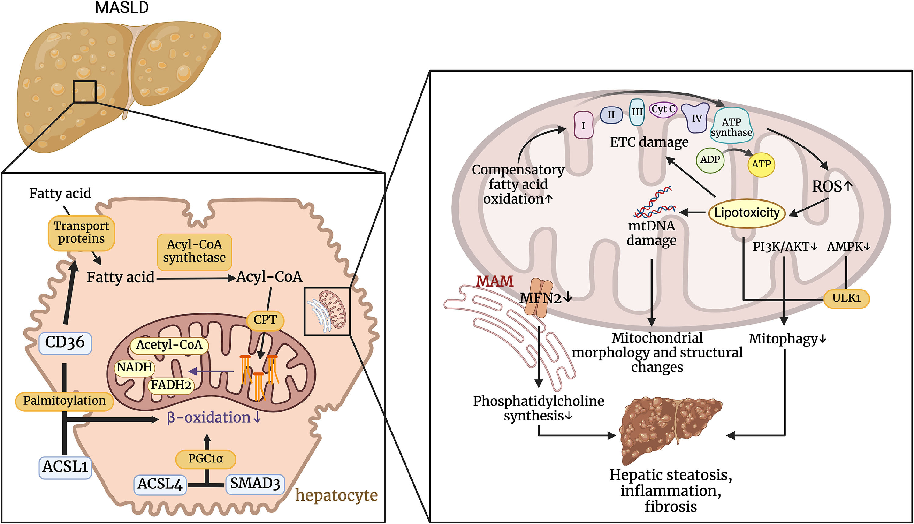 Mechanisms and therapeutic targets of mitochondria in the progression ...