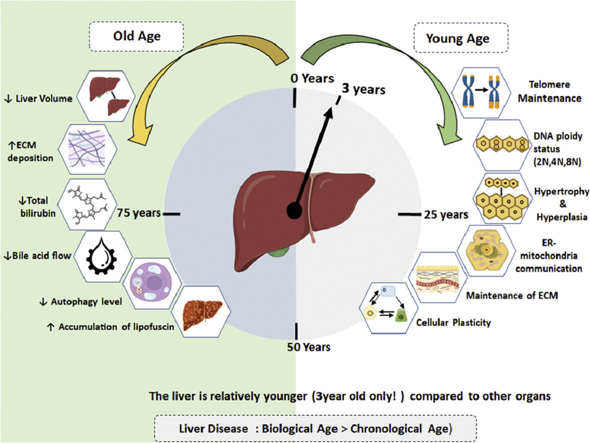 Is the liver resilient to the process of ageing? | Annals of Hepatology