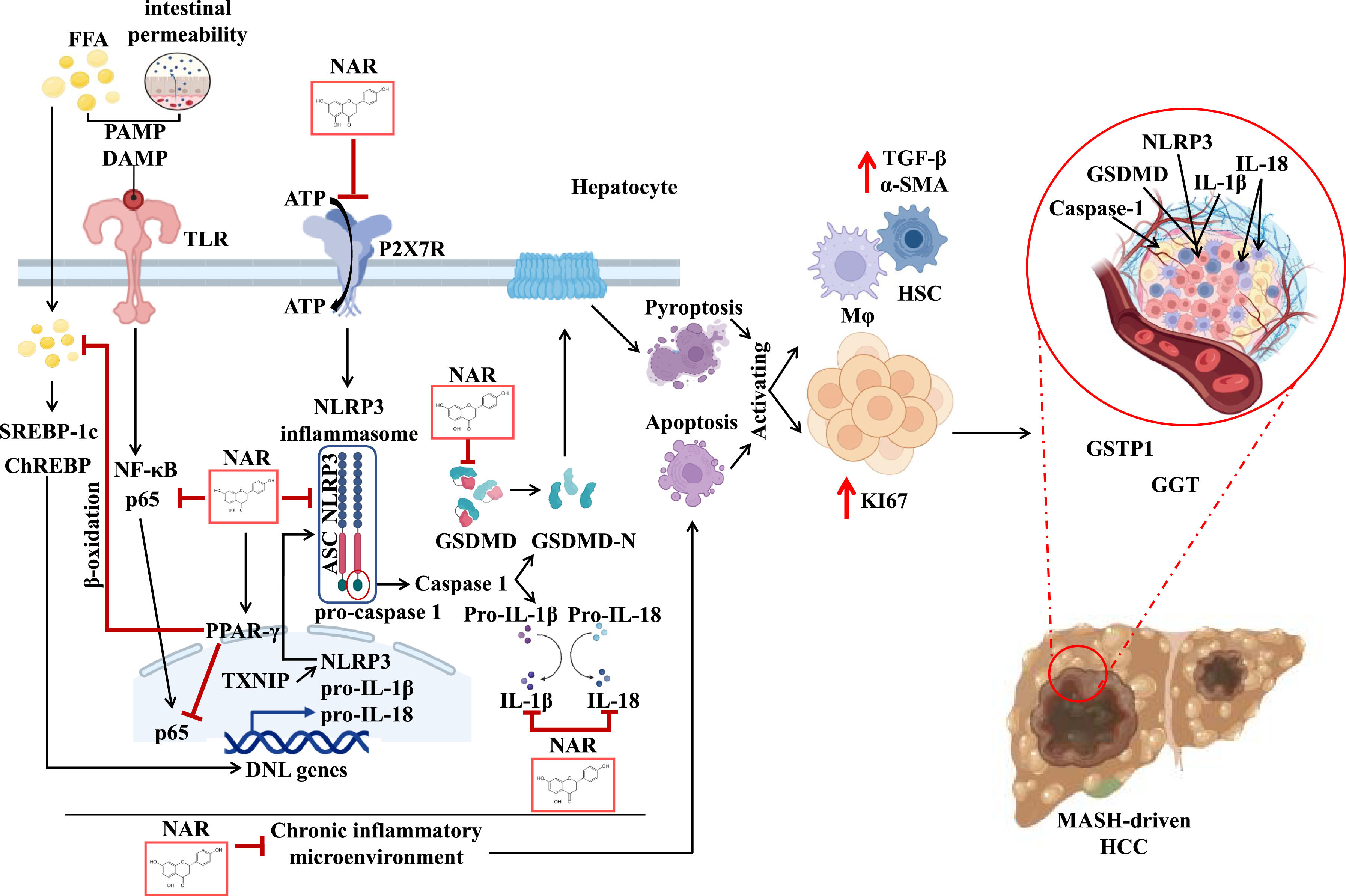 Naringenin attenuates early hepatocarcinogenesis induced by a MASH ...