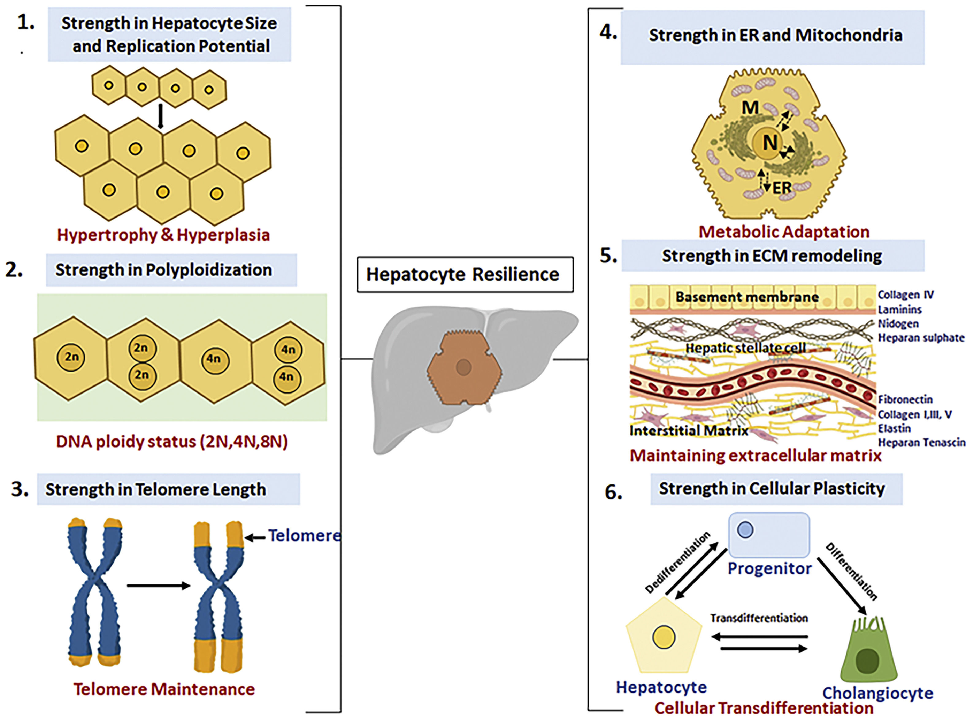Is the liver resilient to the process of ageing? | Annals of Hepatology