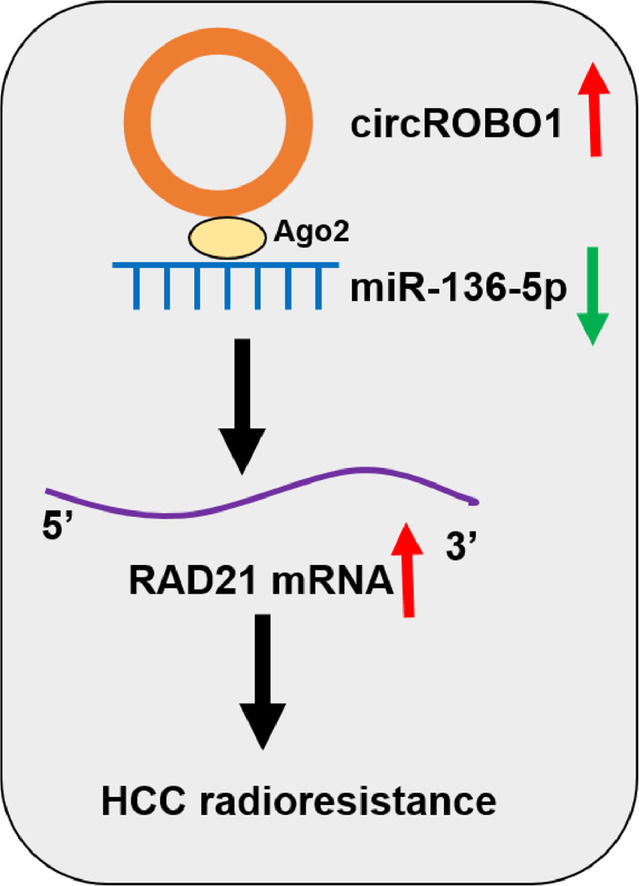 CircROBO1 knockdown improves the radiosensitivity of hepatocellular ...