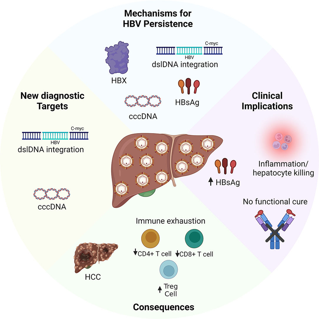 Chronic hepatitis B virus persistence: Mechanisms, consequences and ...