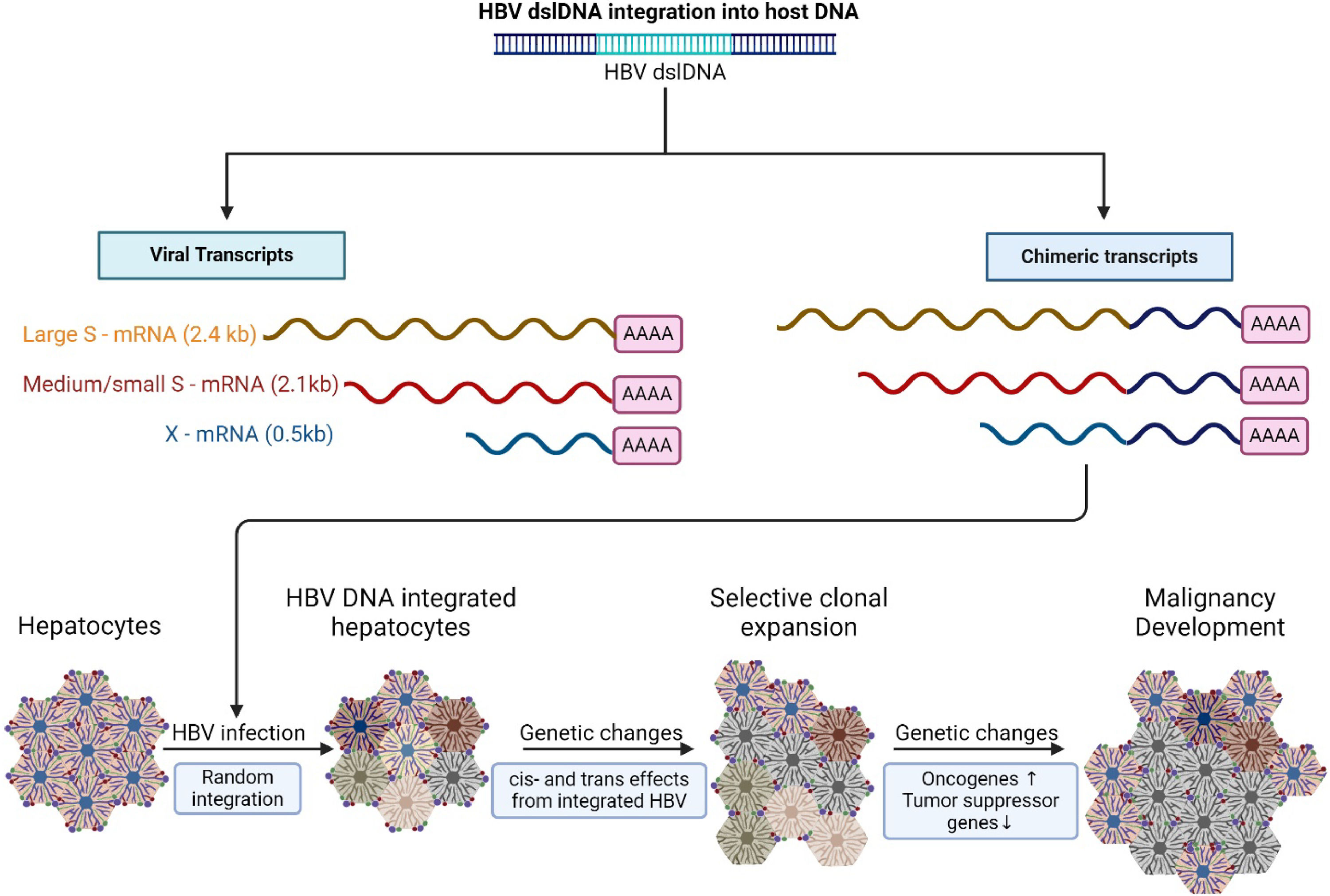 Chronic hepatitis B virus persistence: Mechanisms, consequences and ...
