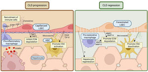 Regression of fibrosis and portal hypertension in chronic liver disease ...