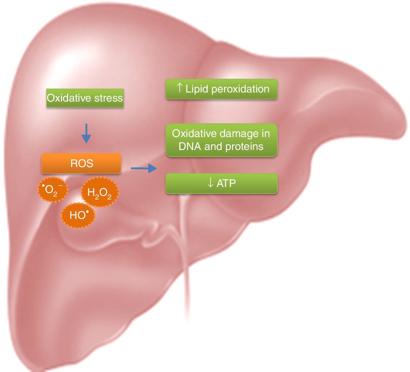 Models of hepatoprotective activity assessment | Medicina Universitaria