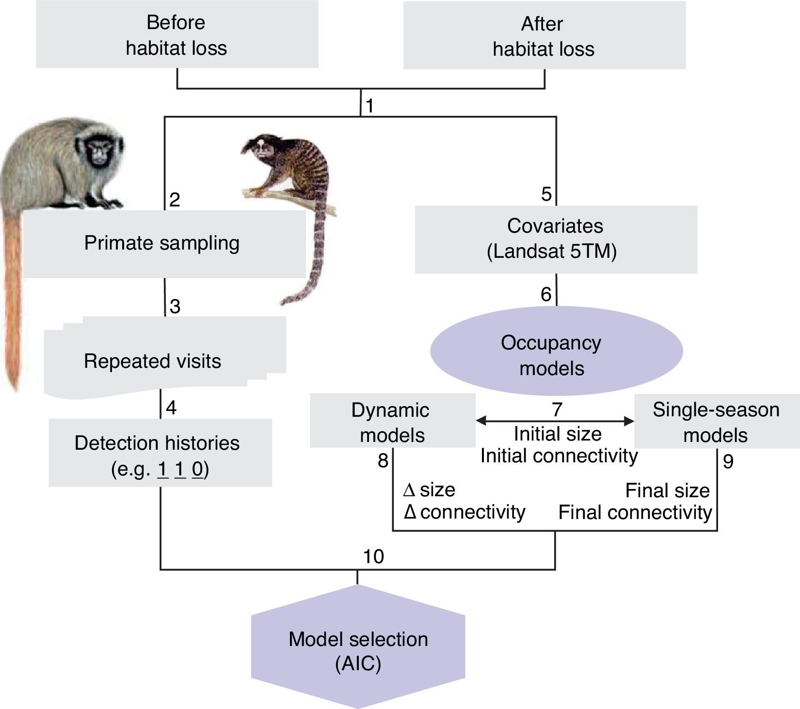 Time-lags in primate occupancy: a study case using dynamic models ...
