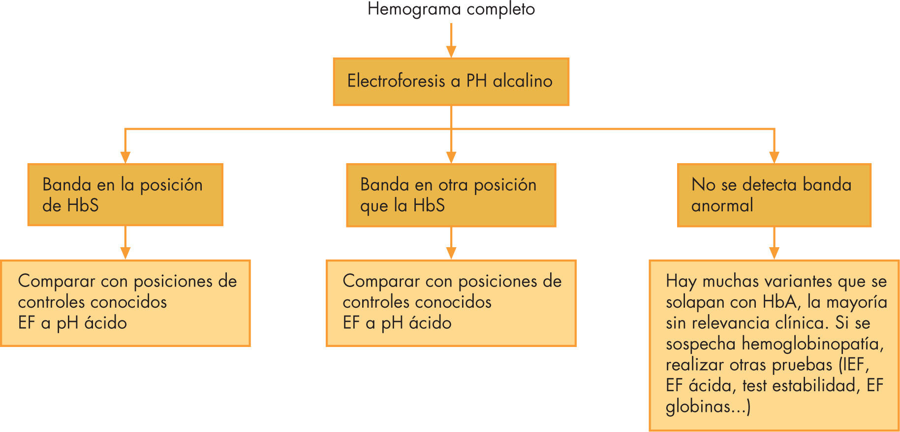 tipos de hemoglobina en animales