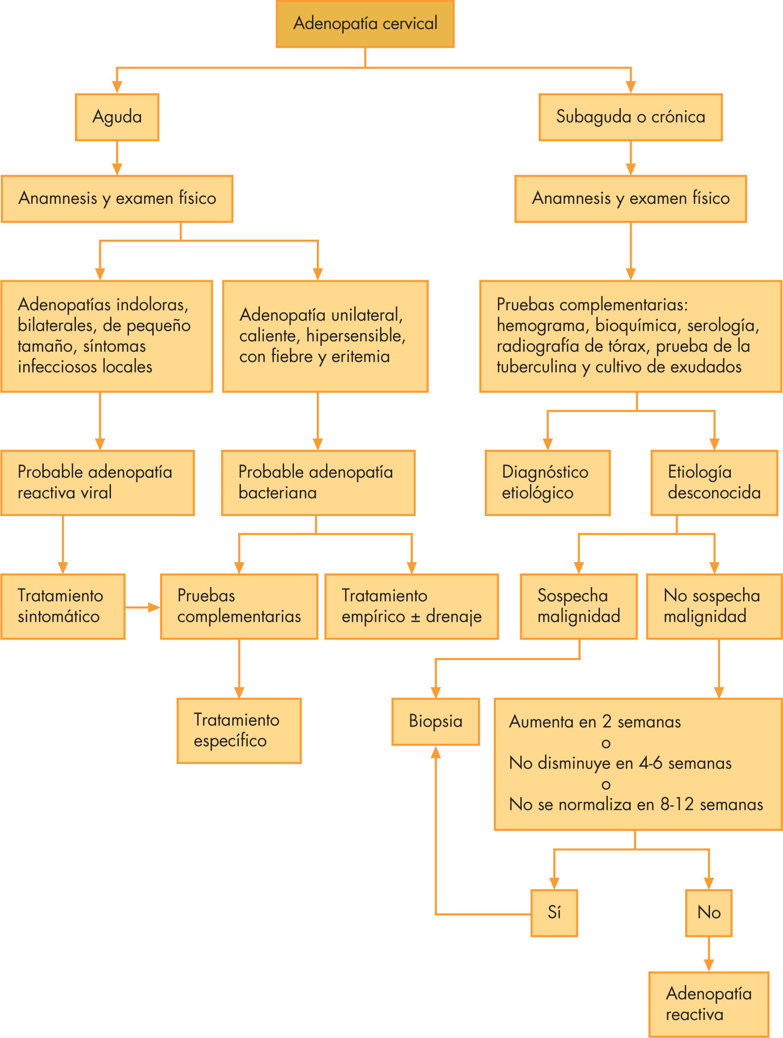Adenopatía cervical | Anales de Pediatría Continuada