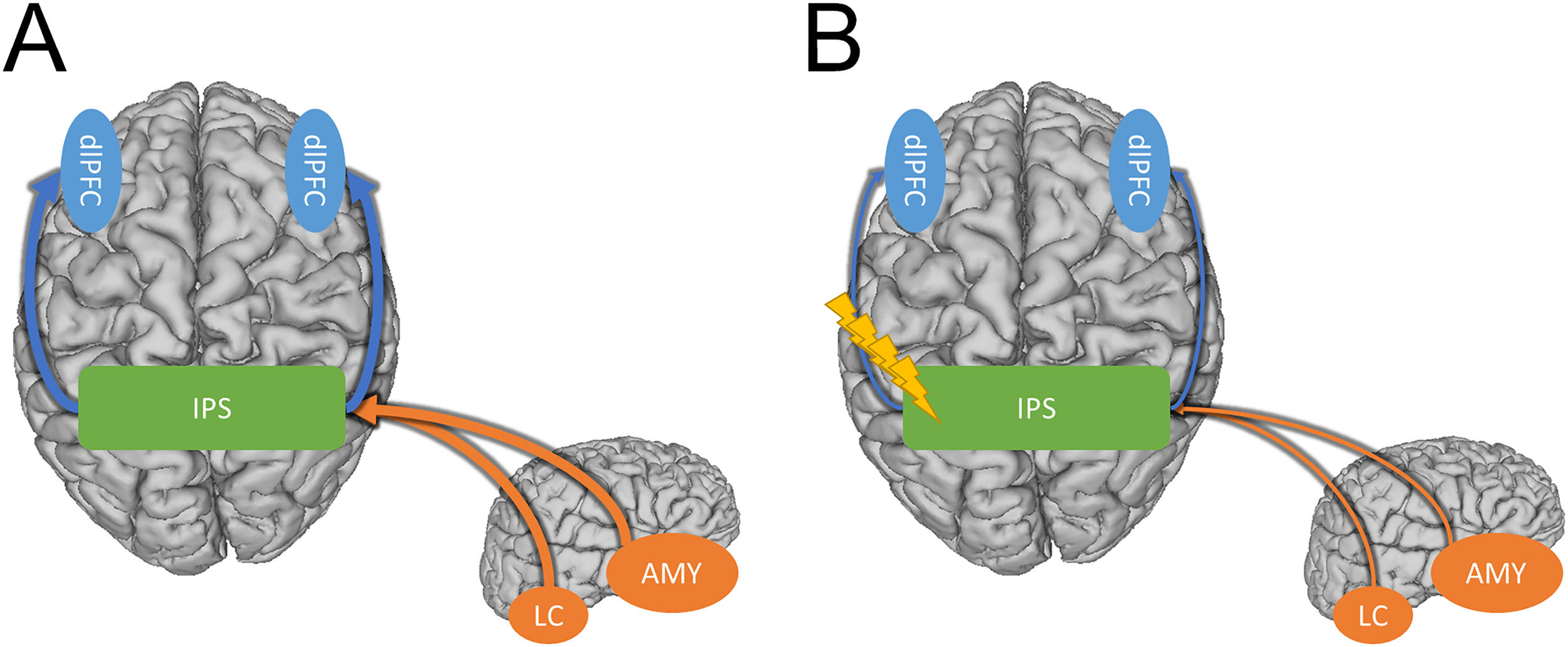 subparietal sulcus function
